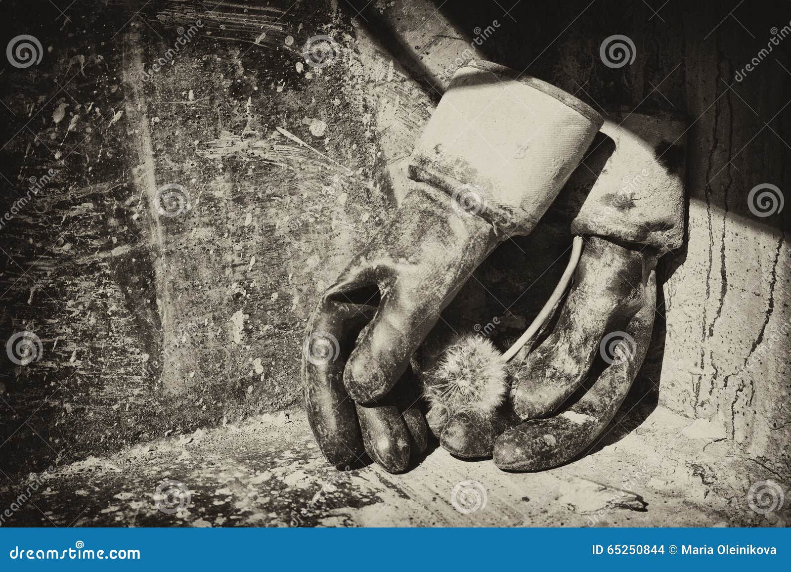 Fragile nature stock photo. Image of mariaoleynikova - 65250844