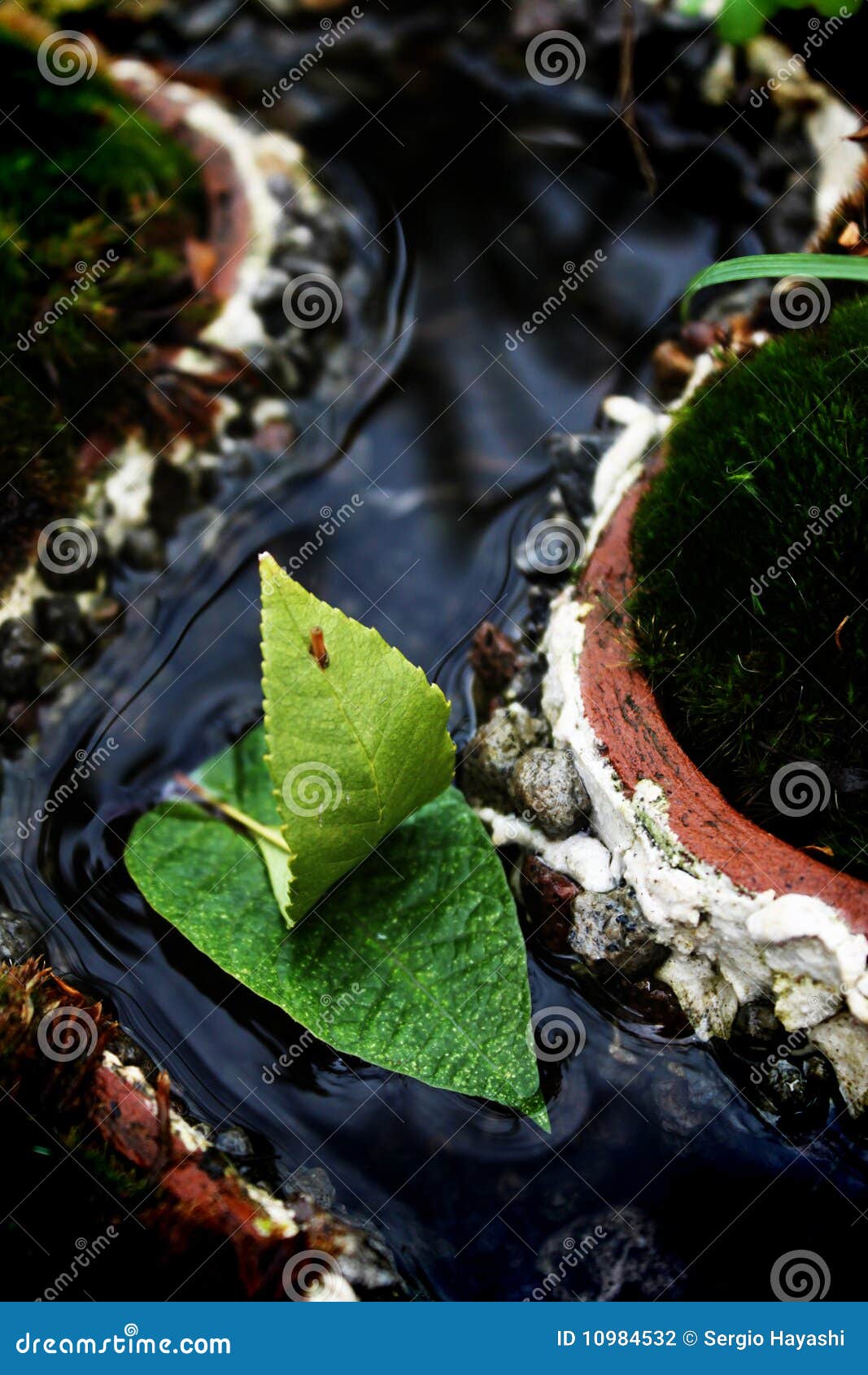 Fragile nature sailing stock photo. Image of craft, ecology - 10984532
