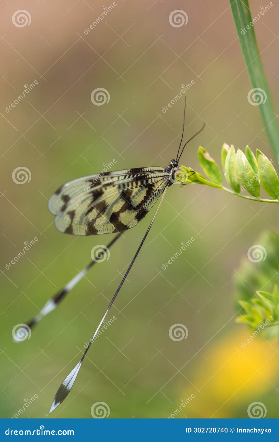 Fragile Neuroptera Winged Insect on Aromatic Flower Stock Photo - Image ...