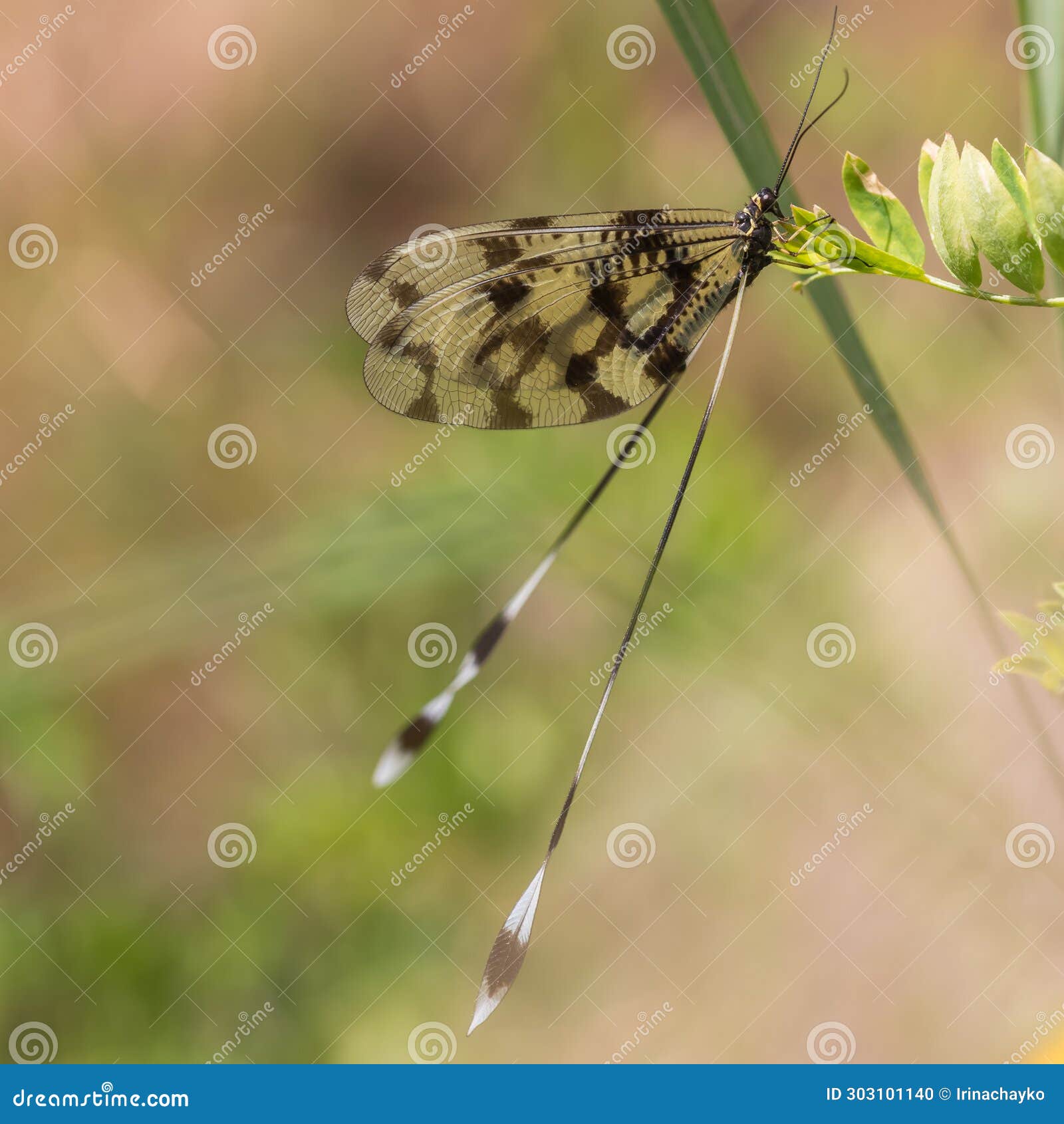 Neuroptera Of Net-winged Insect On Green Leaf Royalty-Free Stock Photo | CartoonDealer.com ...