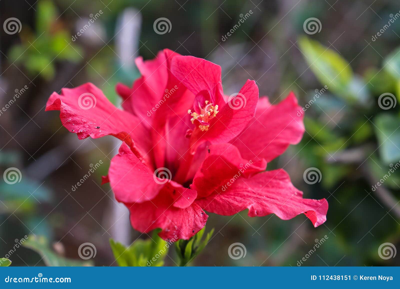 A Fragile Pink Flower on the Background of the Green Leaves Stock Image ...