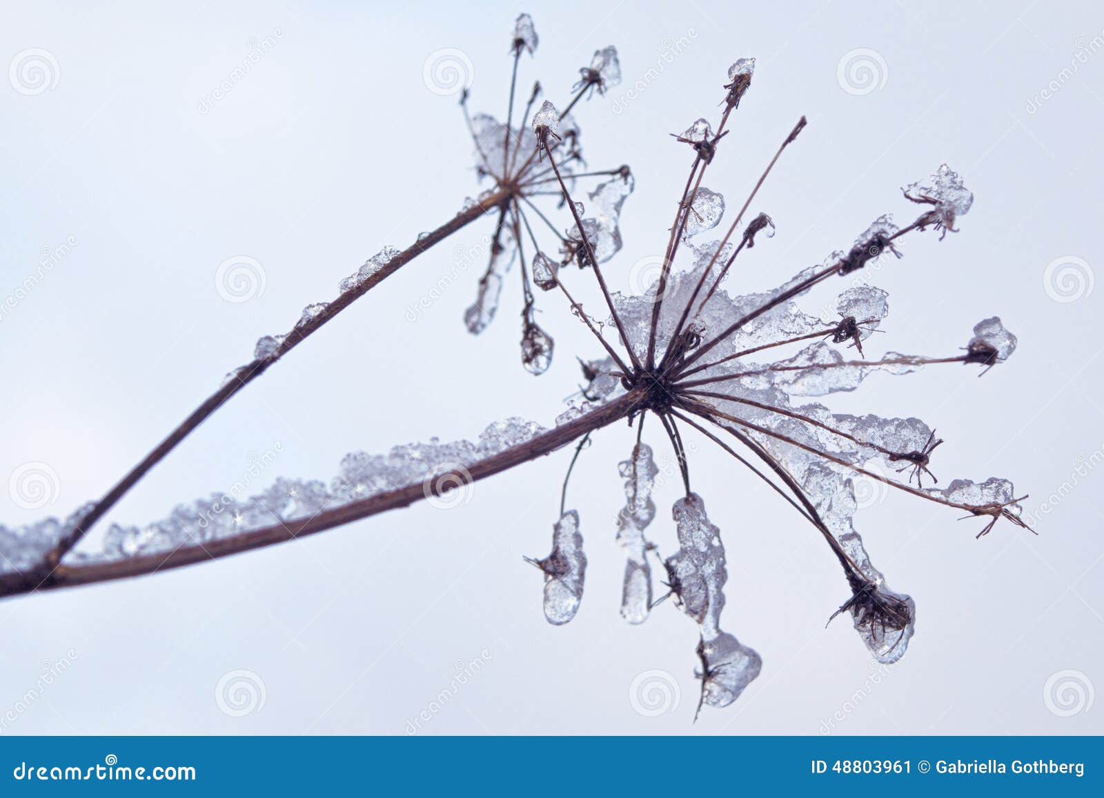 Fragile Plant Covered with Ice and Snow Crystals Stock Image - Image of ...