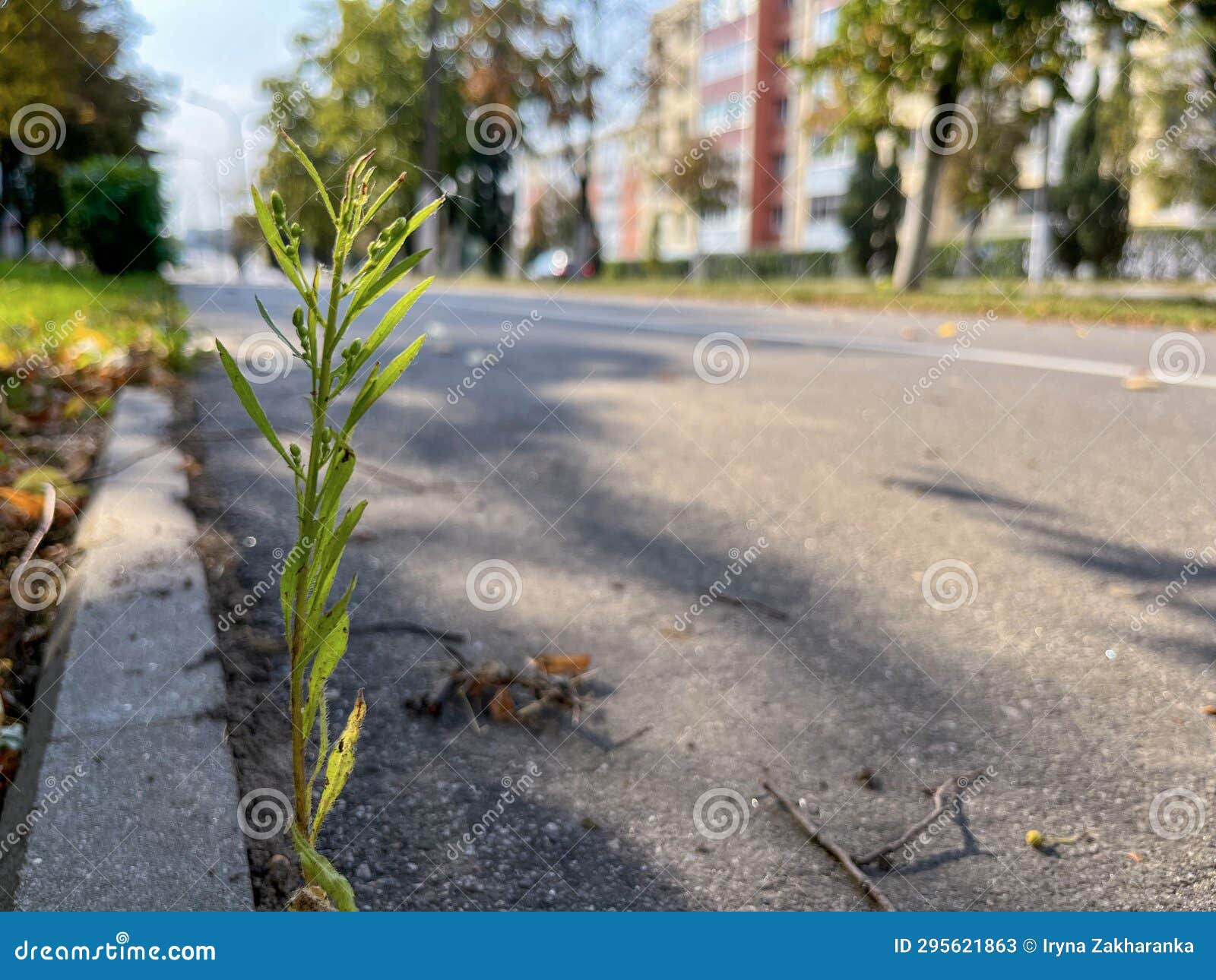 A Fragile Plant Has Sprouted through the Asphalt on a Treet Stock Image ...