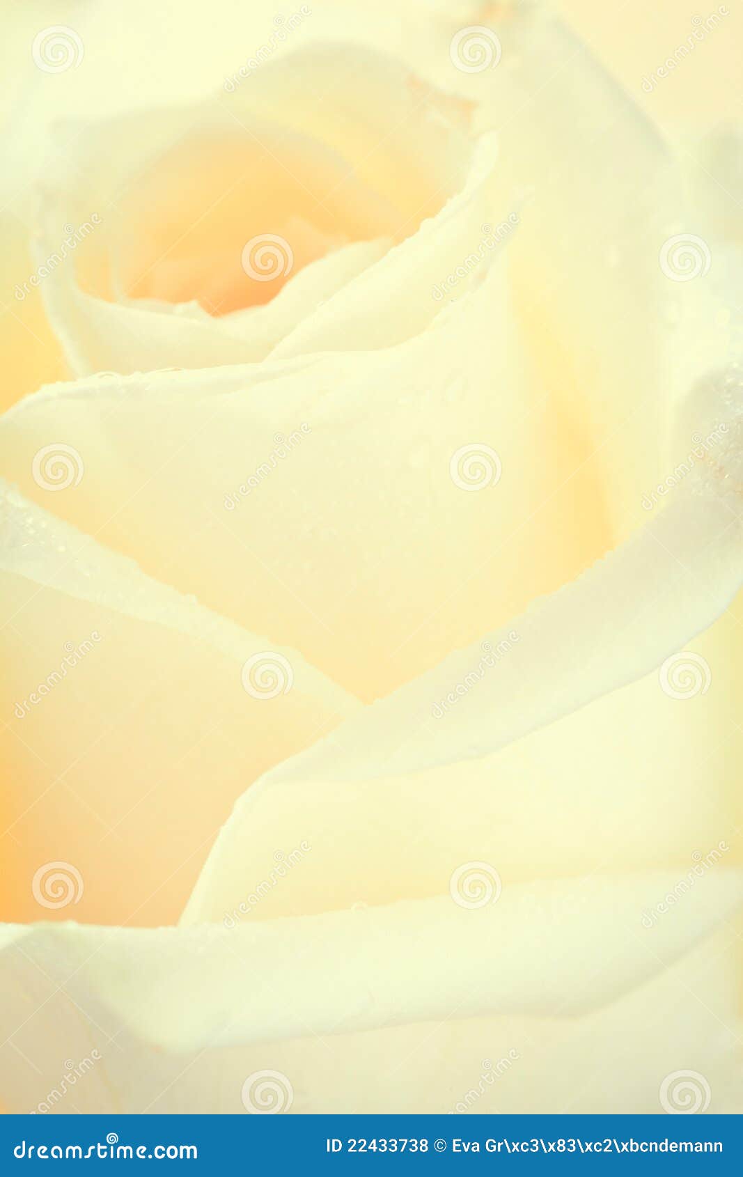Fragile Rose stock photo. Image of soft, decoration, fragility - 22433738