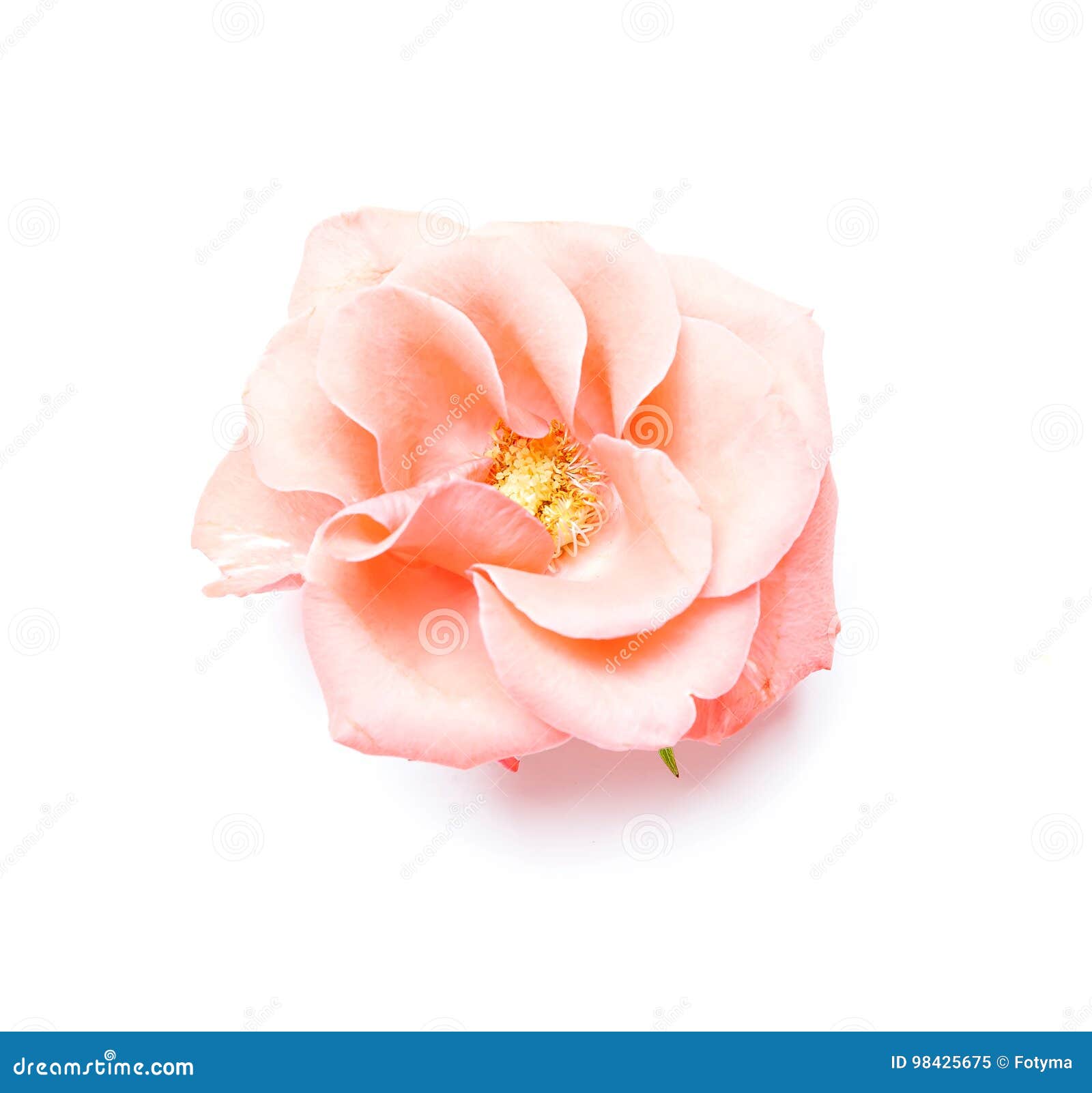 Fragile Red Rose Bud On A Background Of Green Leaves. Background With ...