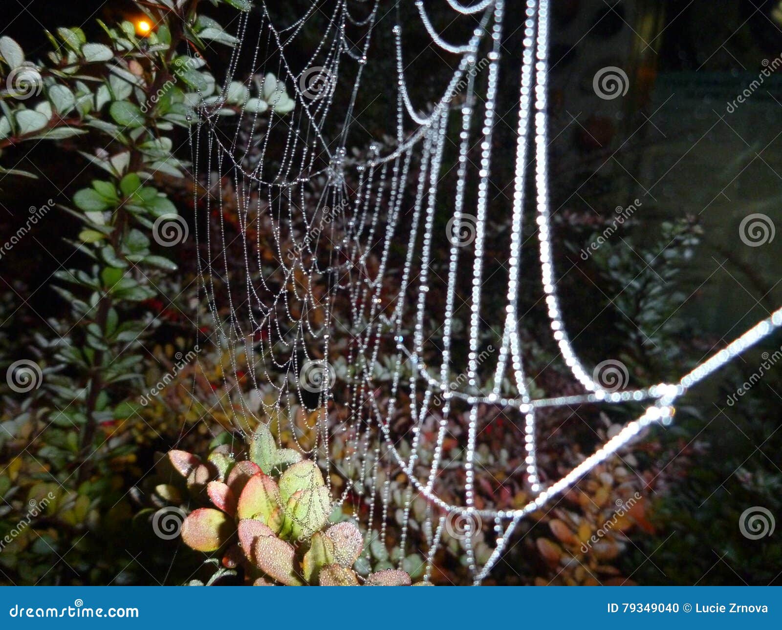 Fragile Spider Web on a Branch in the Night Stock Photo - Image of ...