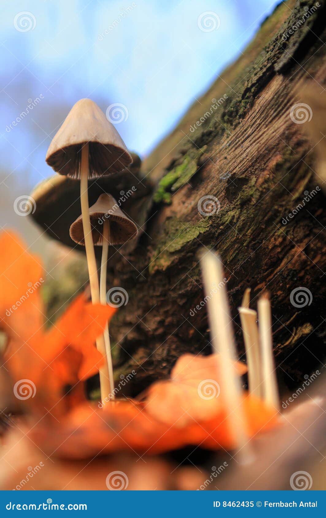 Fragile structures stock image. Image of leaf, fragile - 8462435