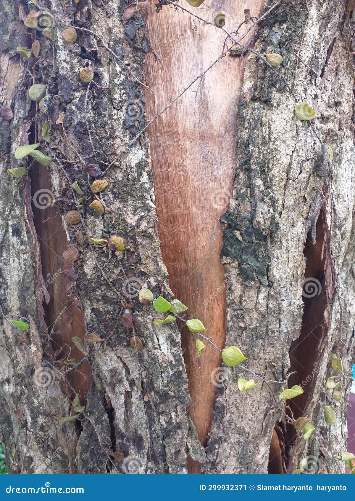 The Fragile Trunk of the Guava Tree Still Stands on the Ground.? Stock ...