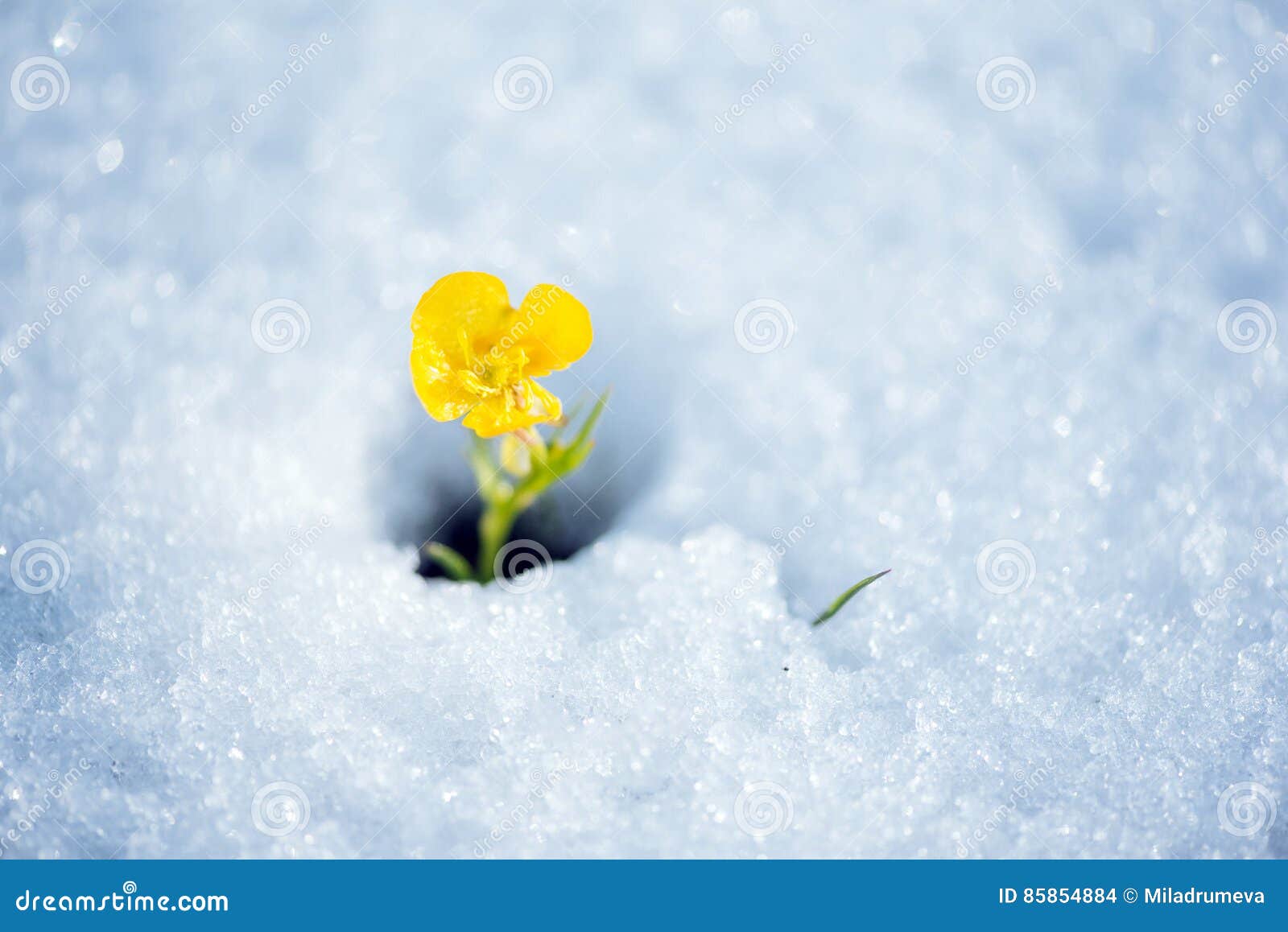 Fragile Yellow Flower Breaking the Snow Cover Stock Photo - Image of ...