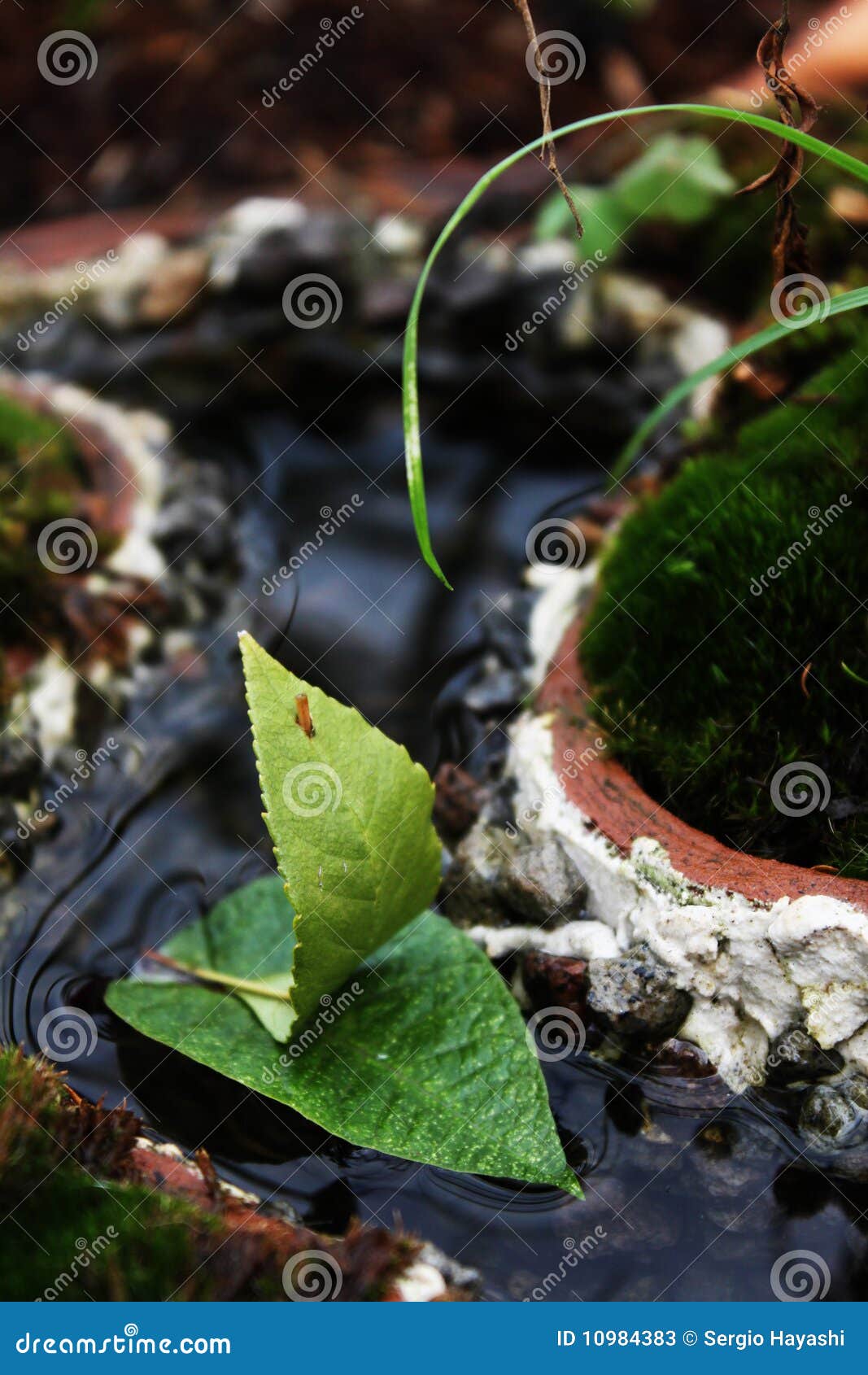 Fragility nature stock image. Image of metaphor, sail - 10984383