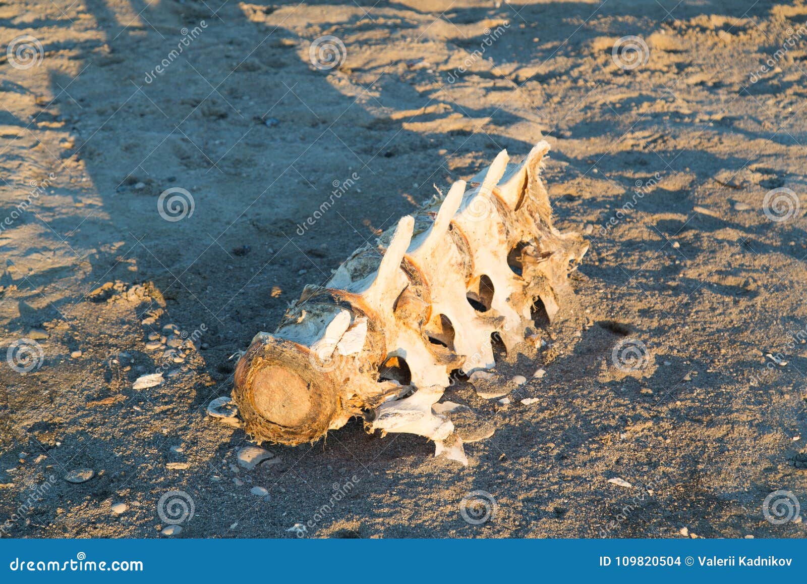 Fragment of a Backbone of a Whale Stock Photo - Image of bone, skeleton ...