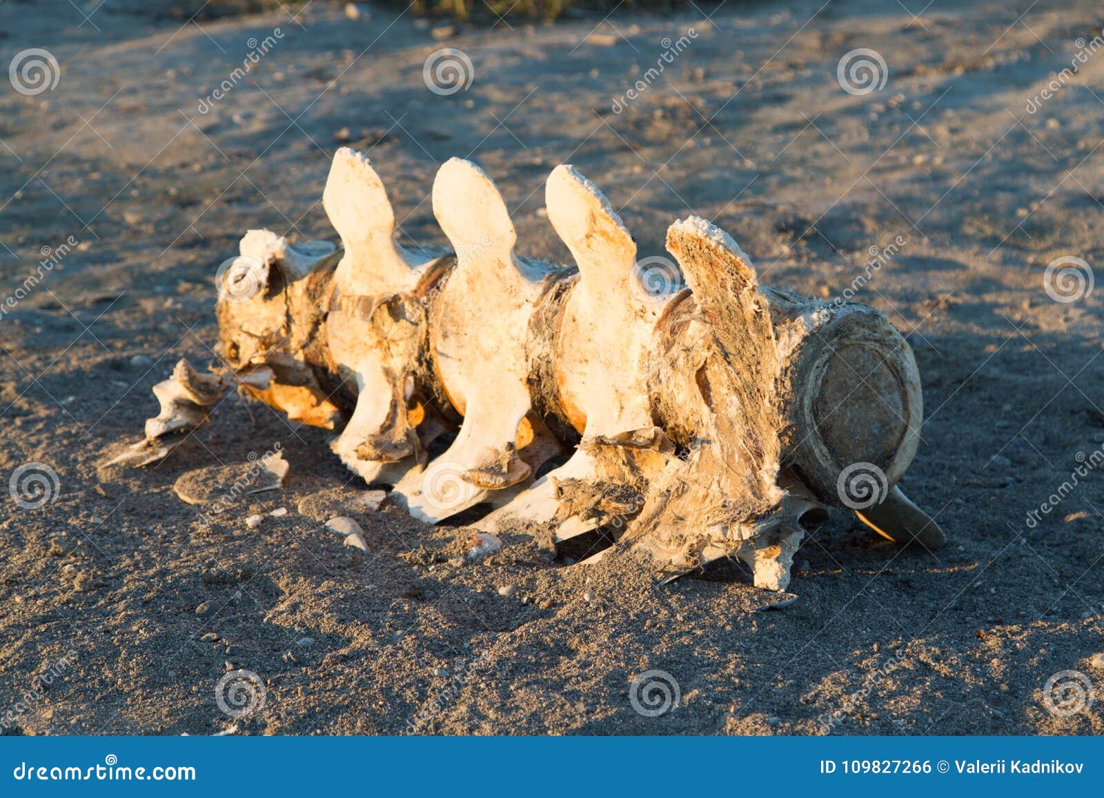 Fragment of a Backbone of a Whale Stock Photo - Image of mammal, sand ...
