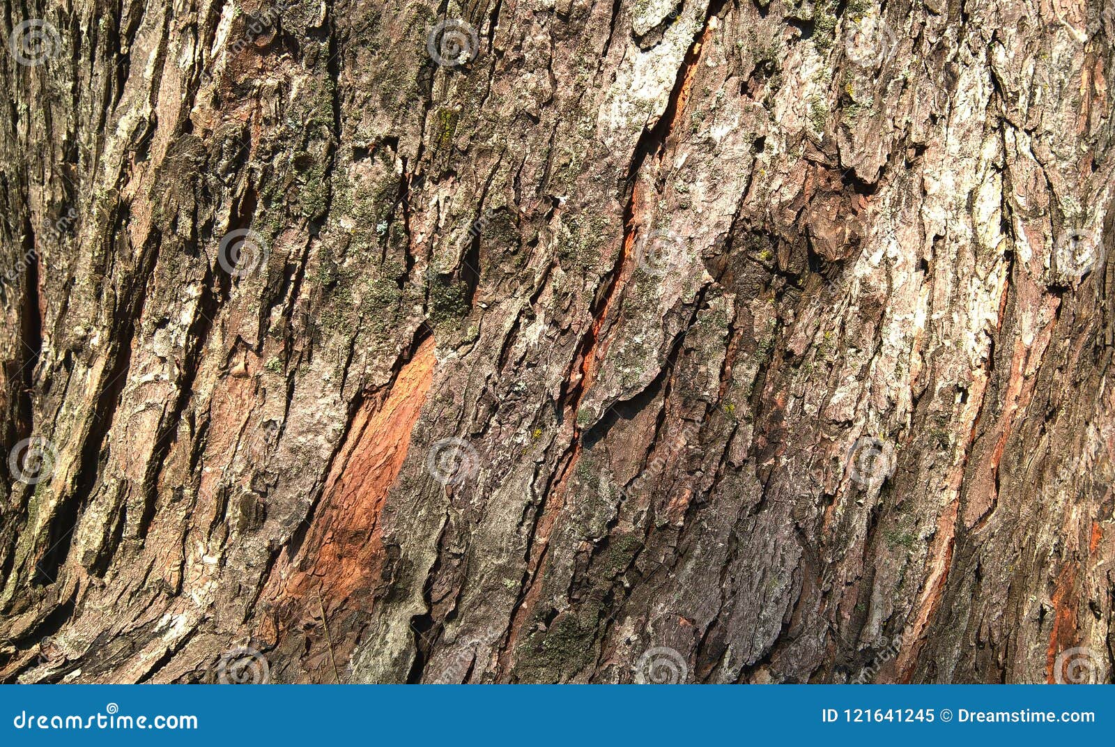 Dark bark of old tree stock image. Image of brown, shabby - 121641245