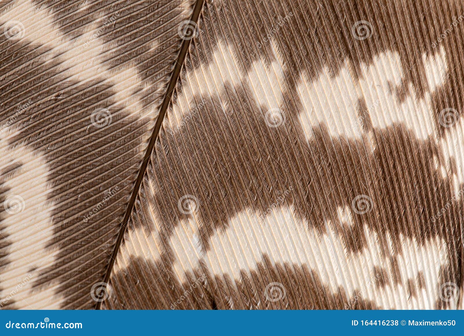 Fragment of Bird Feather. a Feather Texture, Macro. Spots and Brown of ...