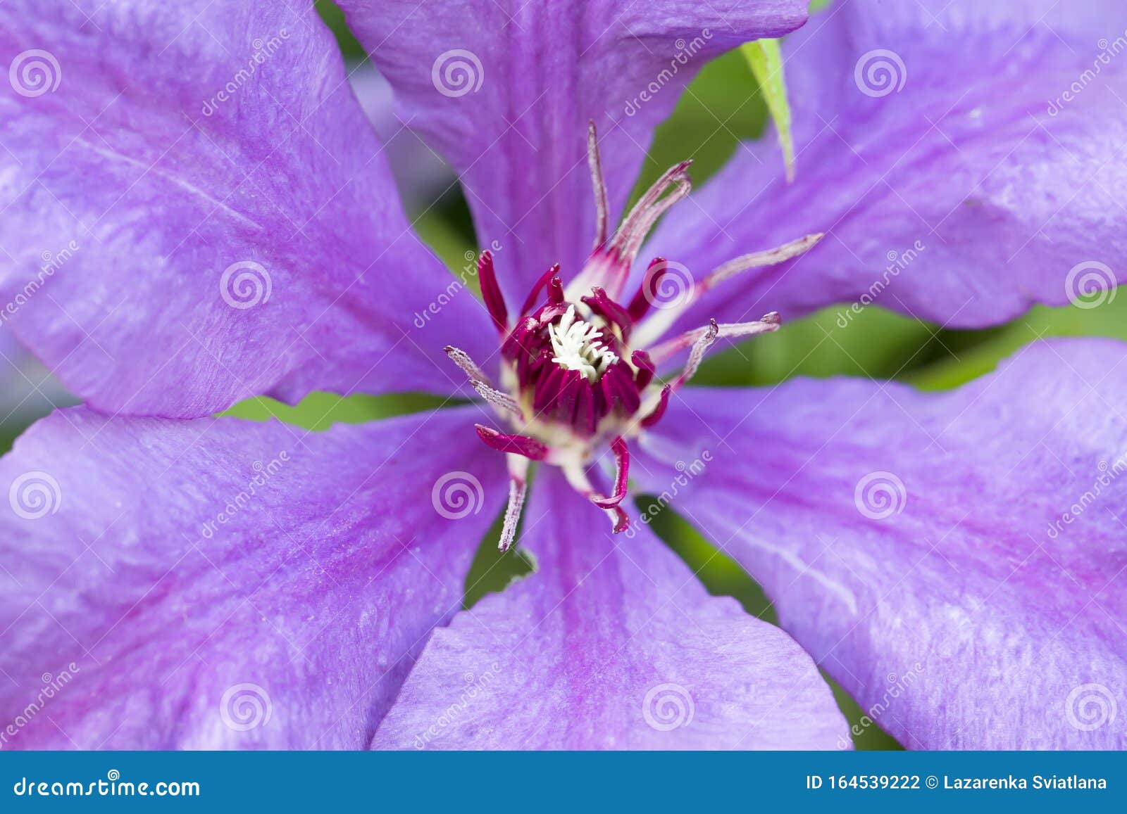 Fragment of a Bright Flower Large Stock Photo - Image of leaf, beauty ...