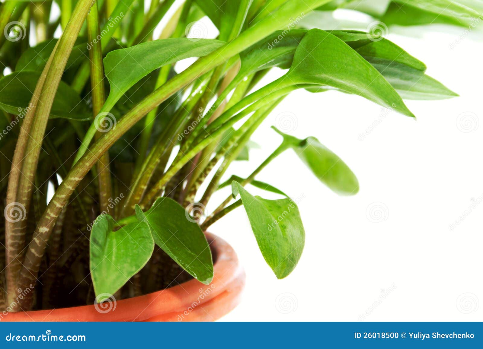 1,448 Green Spotty Flower Stock Photos - Free & Royalty-Free Stock ...