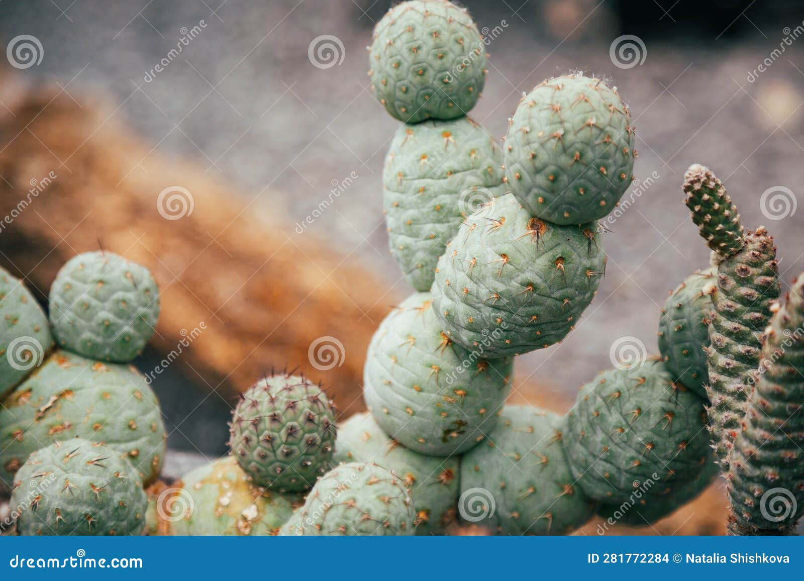 Fragment of Cactus Tephrocactus Geometricus on Gray Background. Stock ...