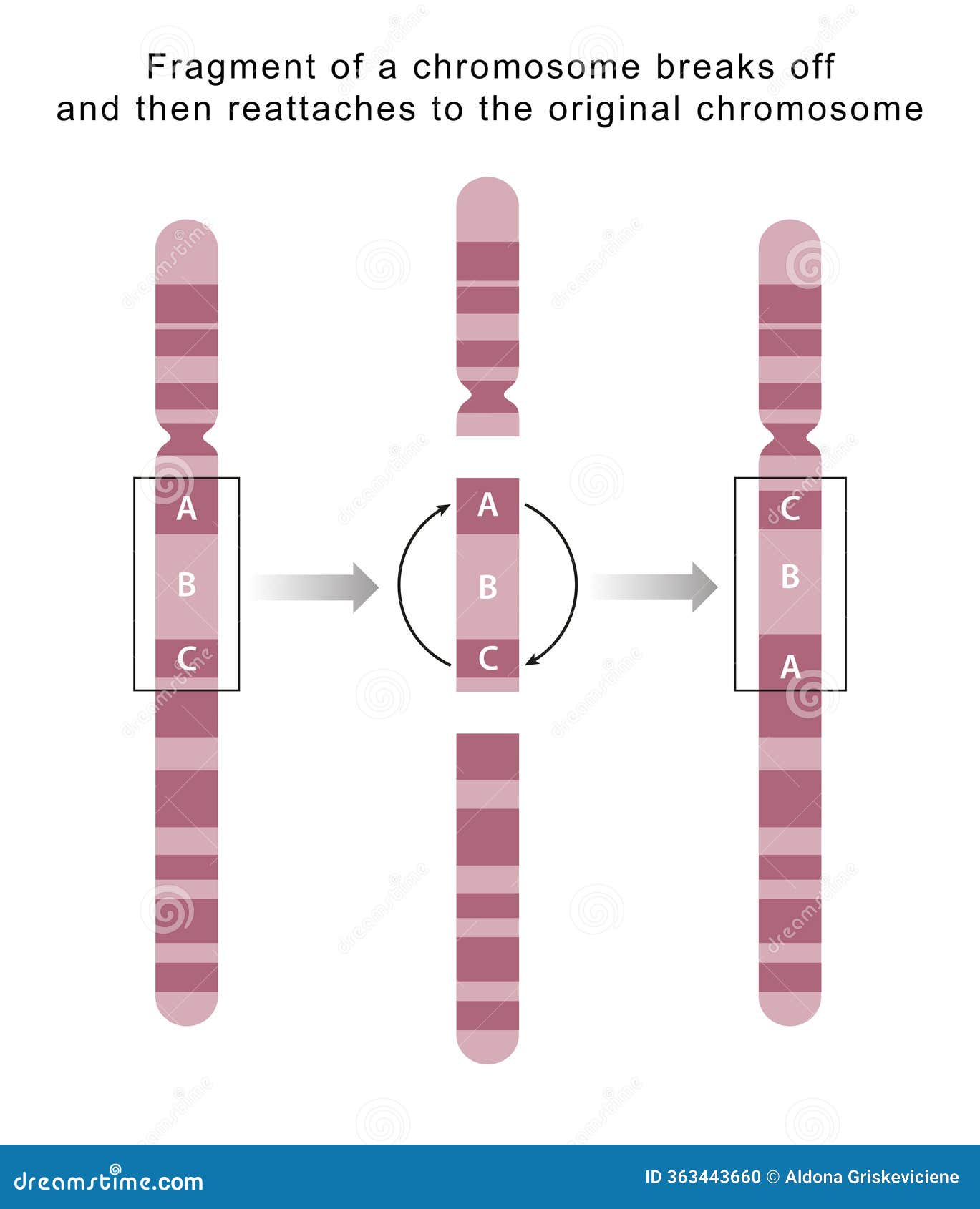 Metaphase Stage Of Mitosis Vector Illustration | CartoonDealer.com ...