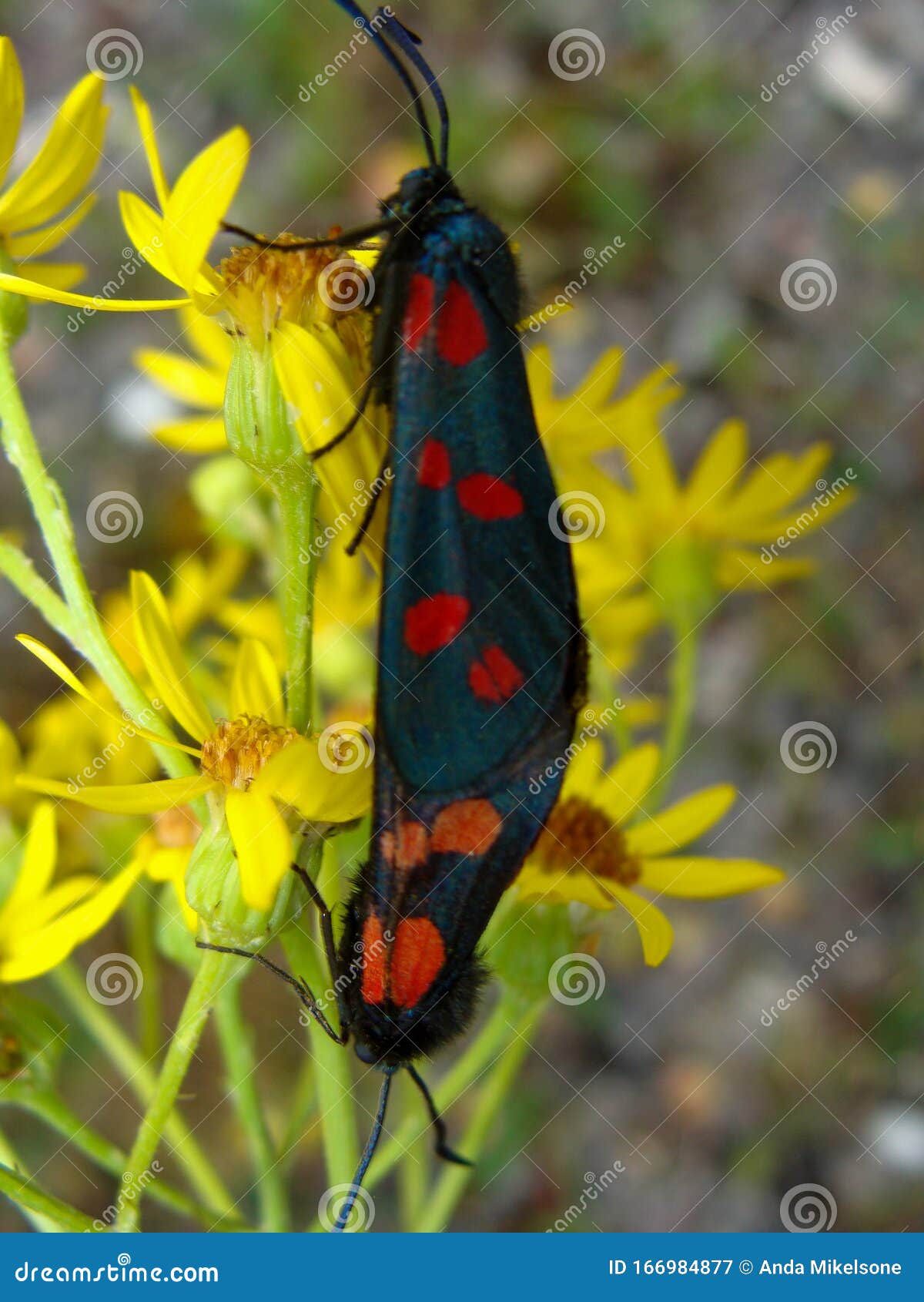 Colored Insect on Flower, Blurred Background Stock Image - Image of ...