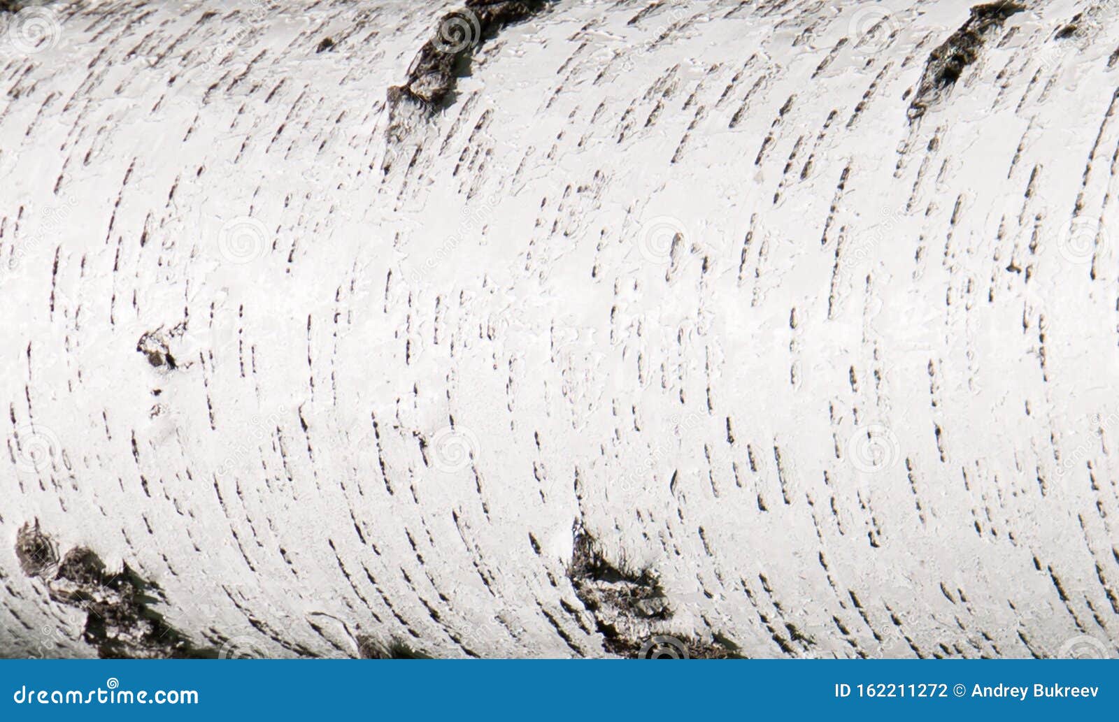 Fragment Tree Structure Bark Natural Wallpaper Forest Stock Photo ...