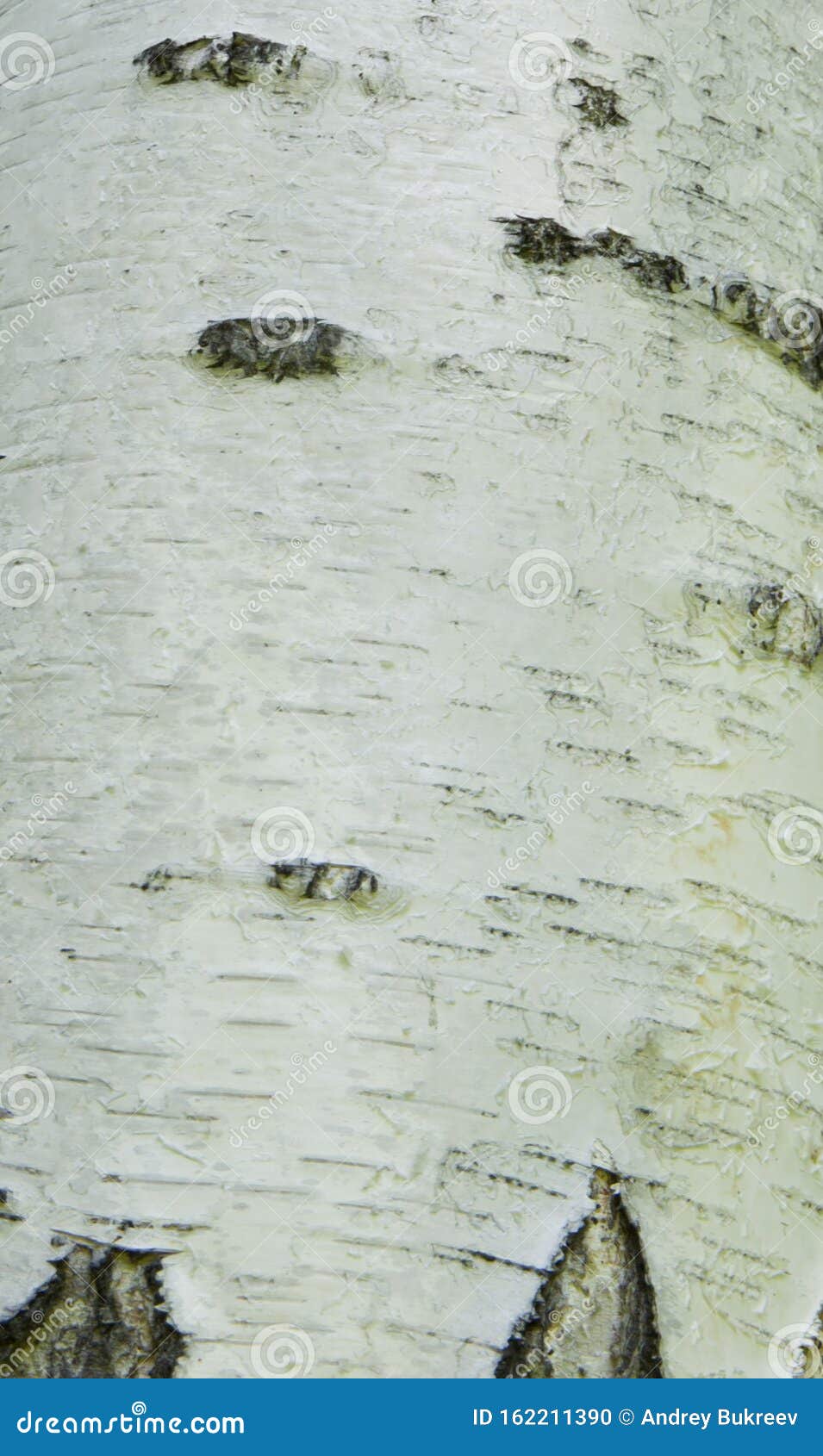 Fragment Tree Structure Bark Natural Wallpaper Forest Stock Photo ...