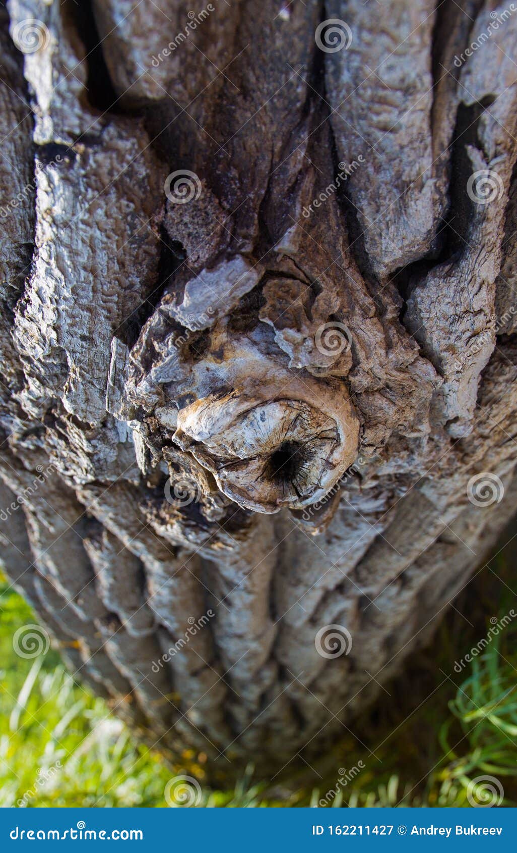 Fragment Tree Structure Bark Natural Wallpaper Forest Stock Image ...