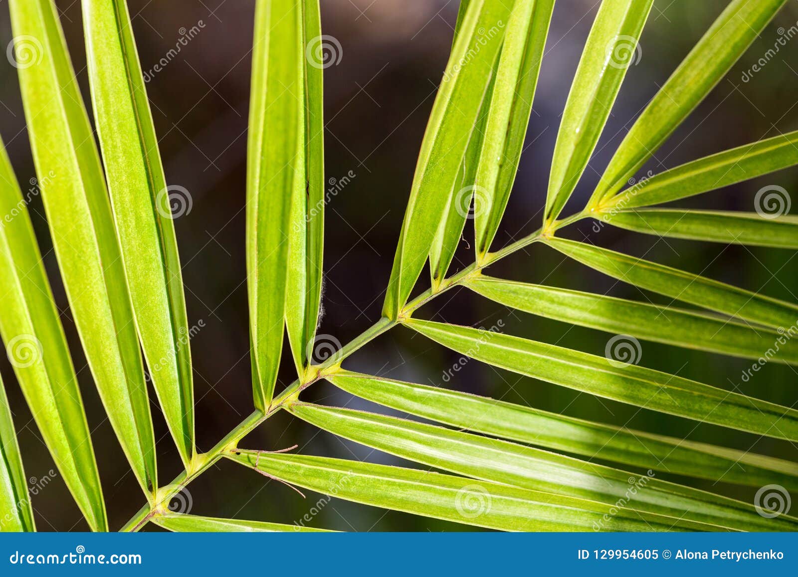 Fragment of a Date Palm Leaf on a Dark Background Stock Image - Image ...