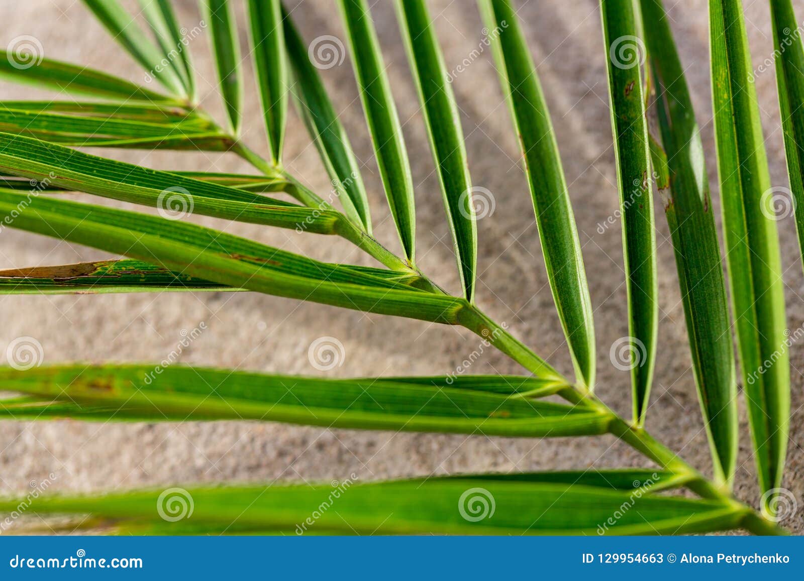 Fragment of date palm leaf stock image. Image of coconut - 129954663