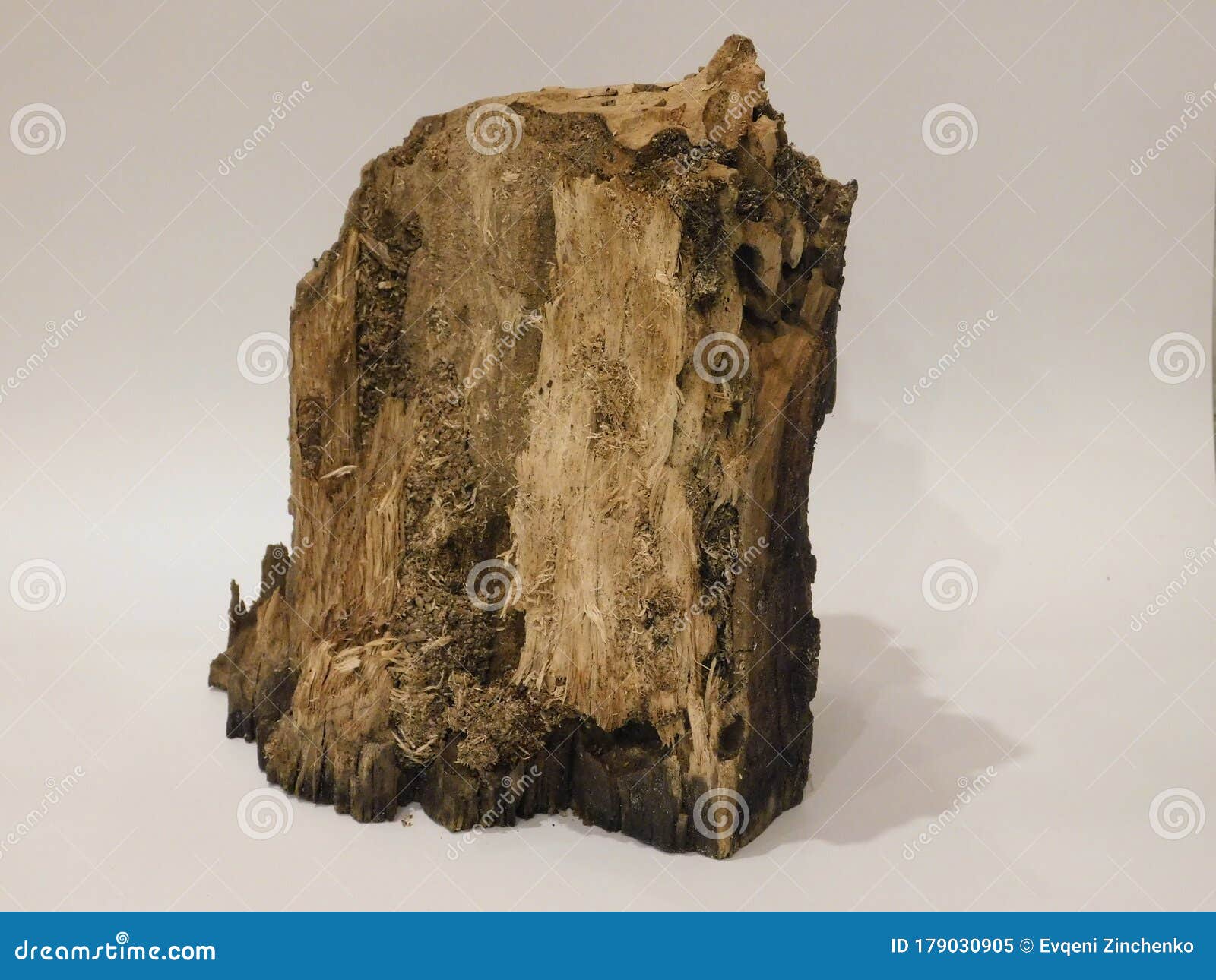 Fragment of a Dead Tree Trunk Stock Image - Image of tree, covered ...