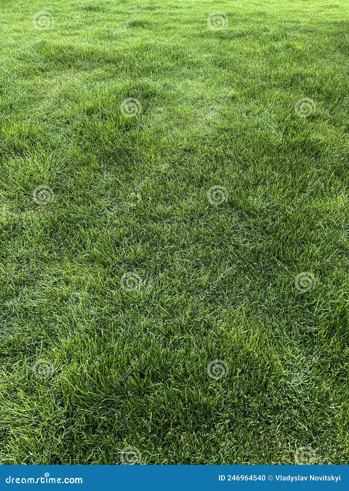 Fragment of a Fresh Green Patch of Grass Stock Photo - Image of ground ...