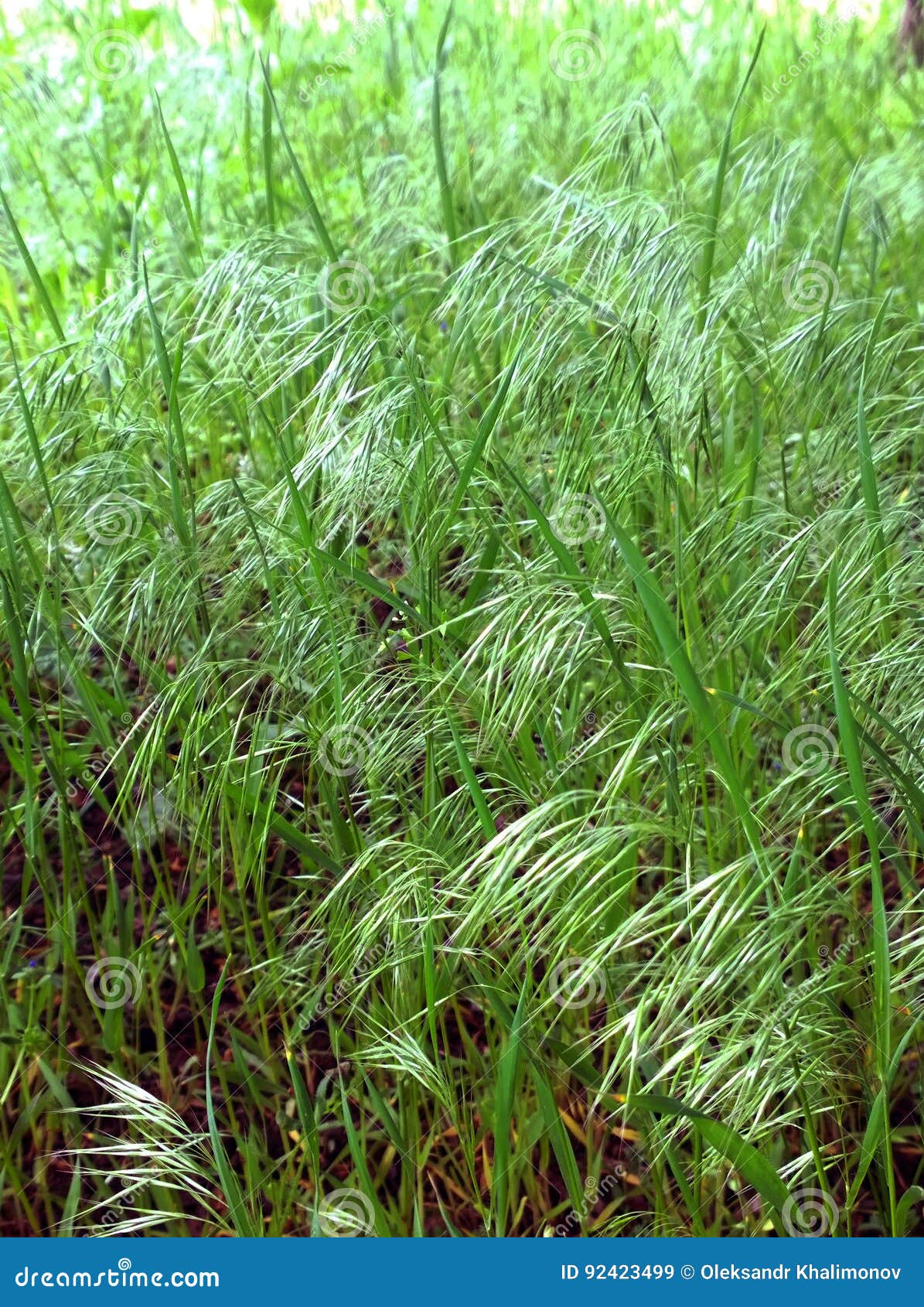 Fragment of a green glade stock image. Image of feather - 92423499