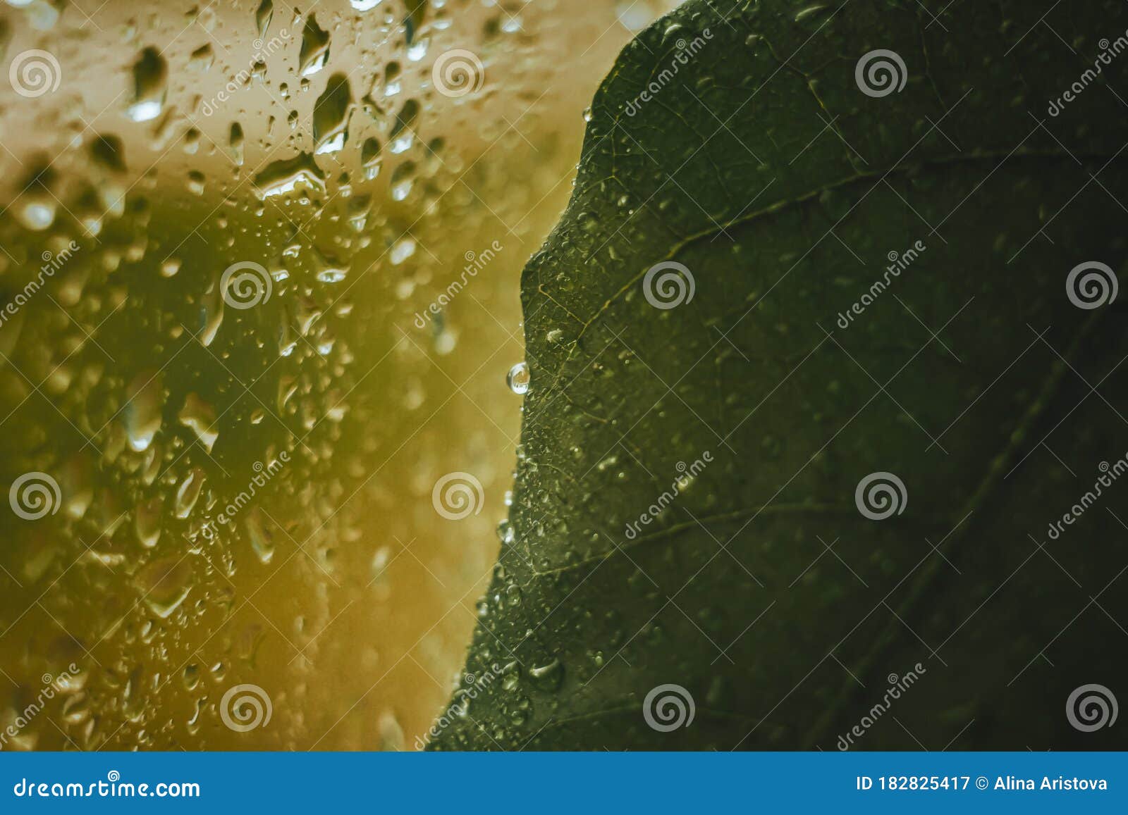 Fragment of a Green Leaf of Avocado Stock Image - Image of yellow ...