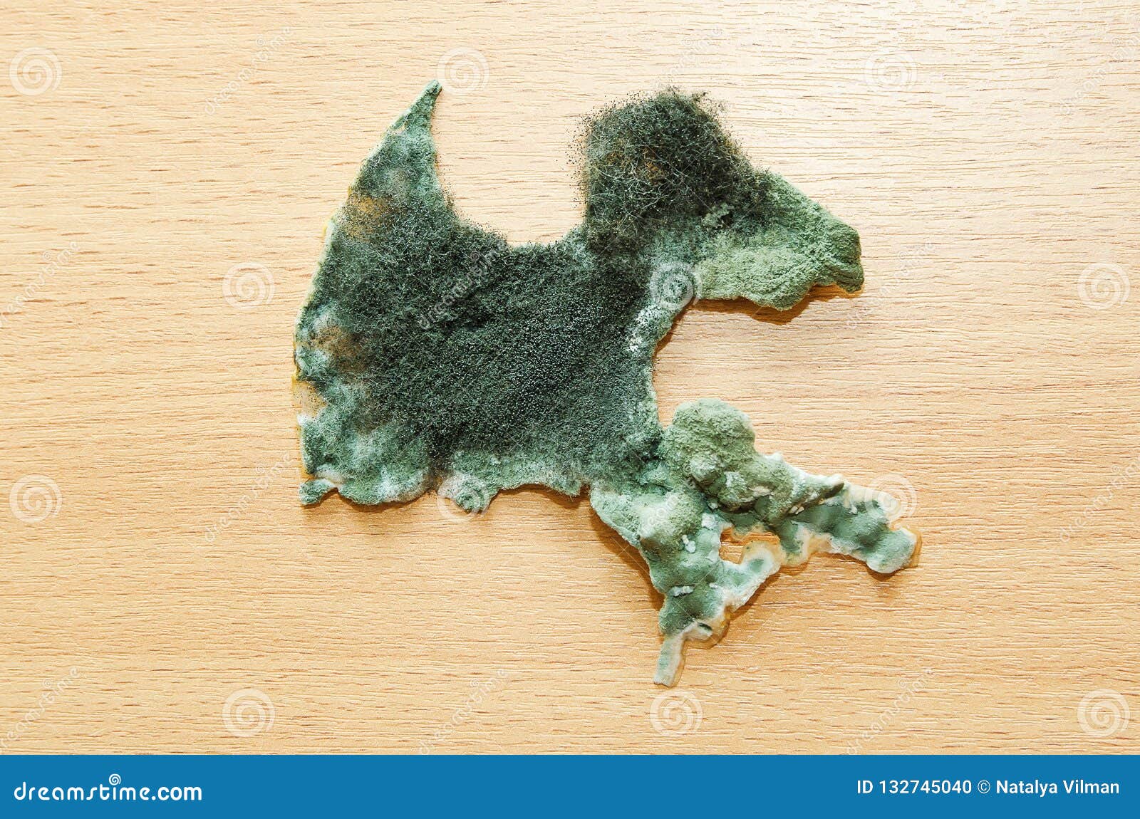 Fragment of Green Mold, Closeup. Stock Photo - Image of contaminated ...