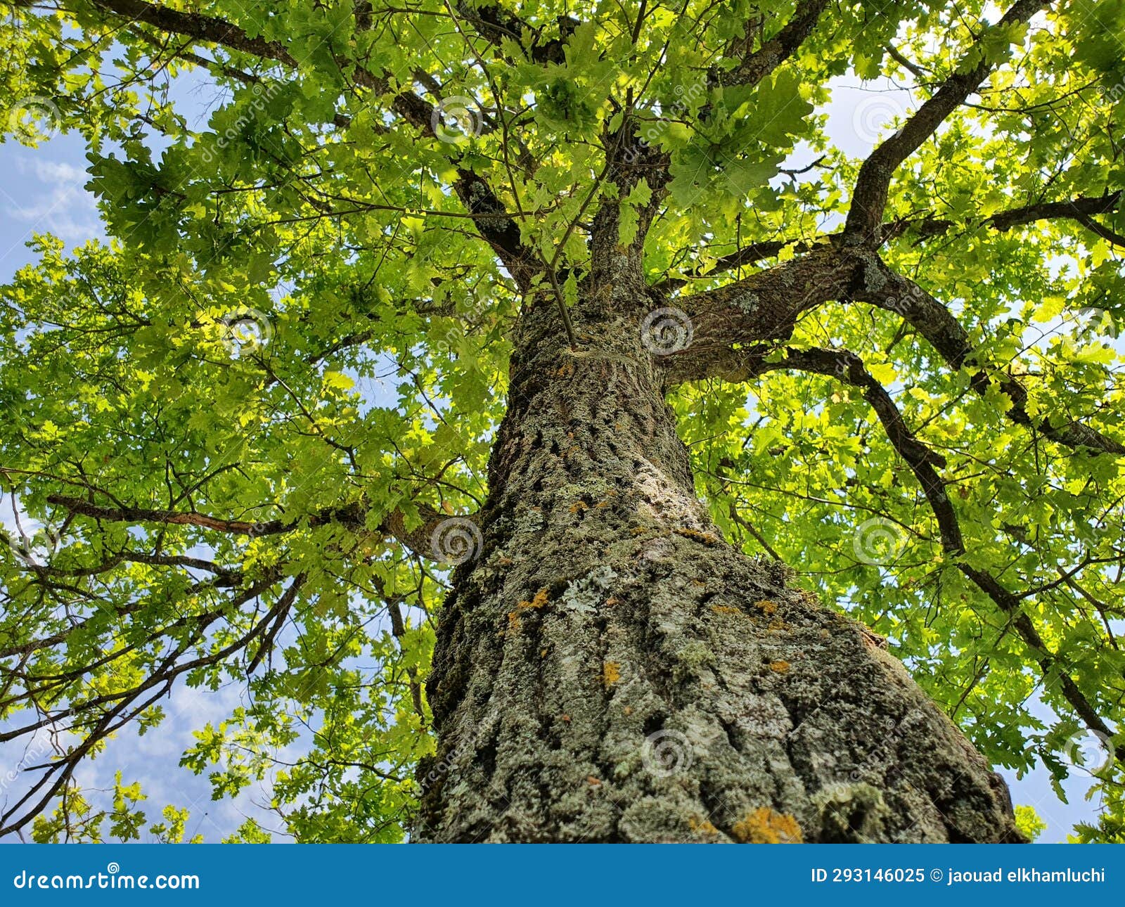 Fragment of the Huge Trunk and Lush Crown of a Relic Tree Stock Image ...
