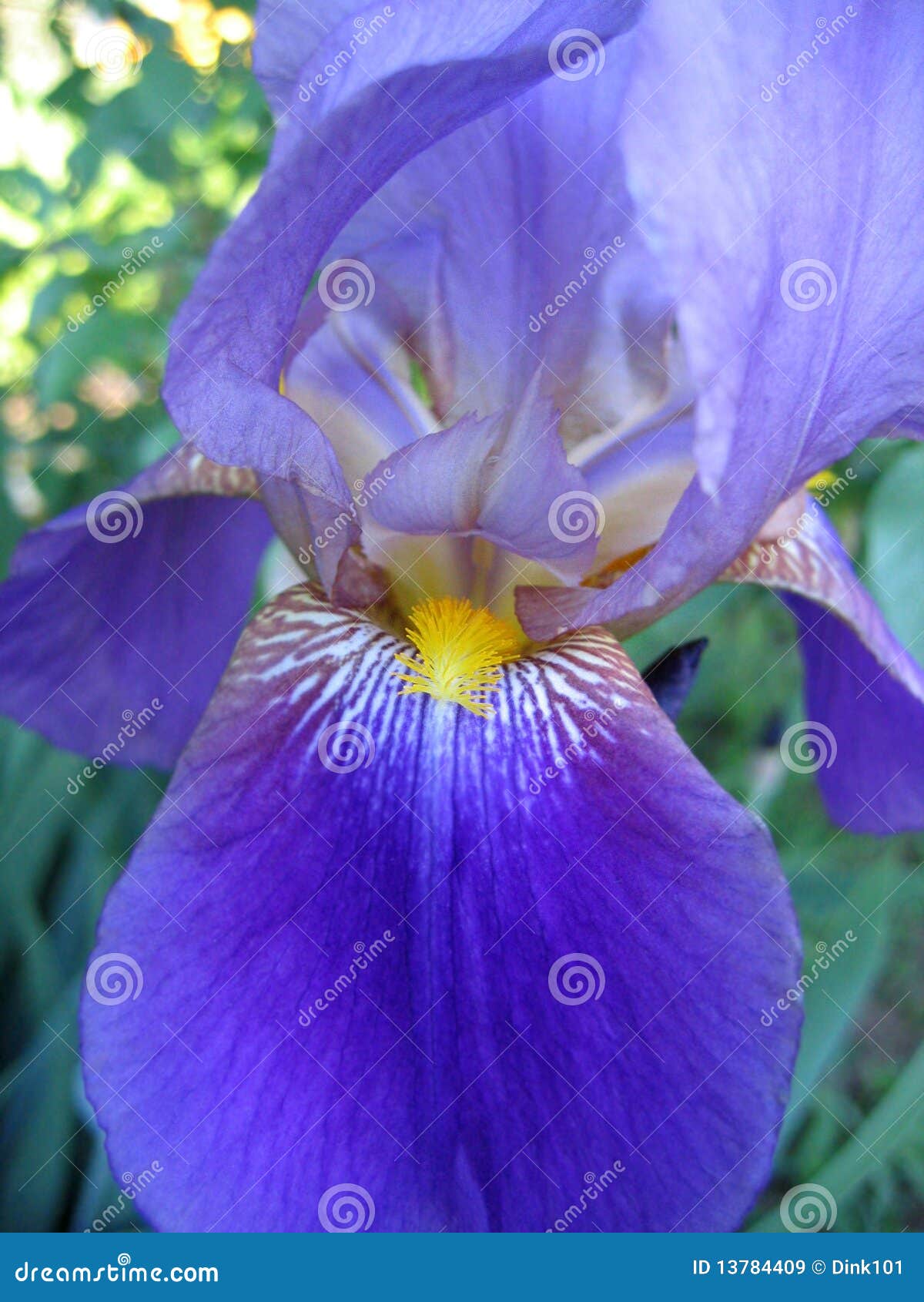 Fragment of iris flower stock image. Image of background - 13784409