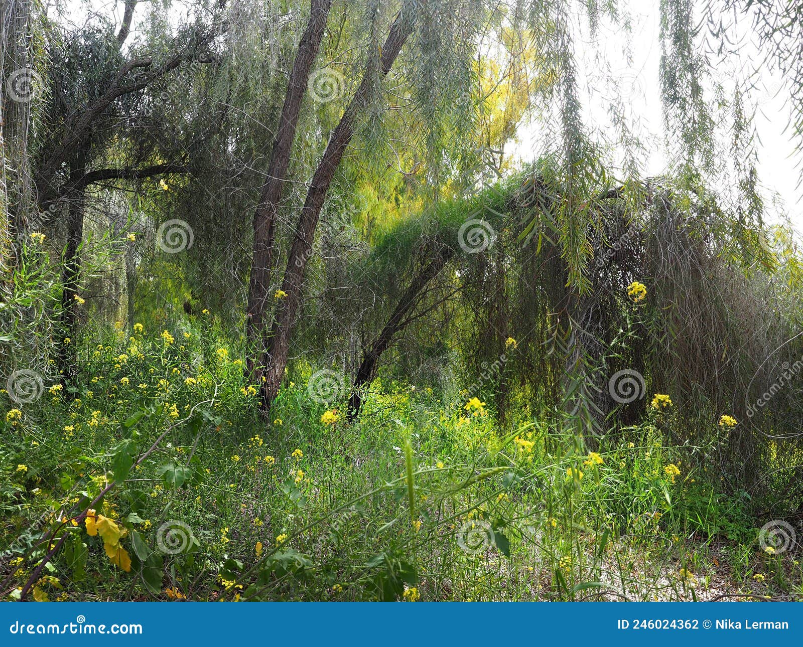 Fragment of the Israeli Forest Stock Photo - Image of east, greenery ...
