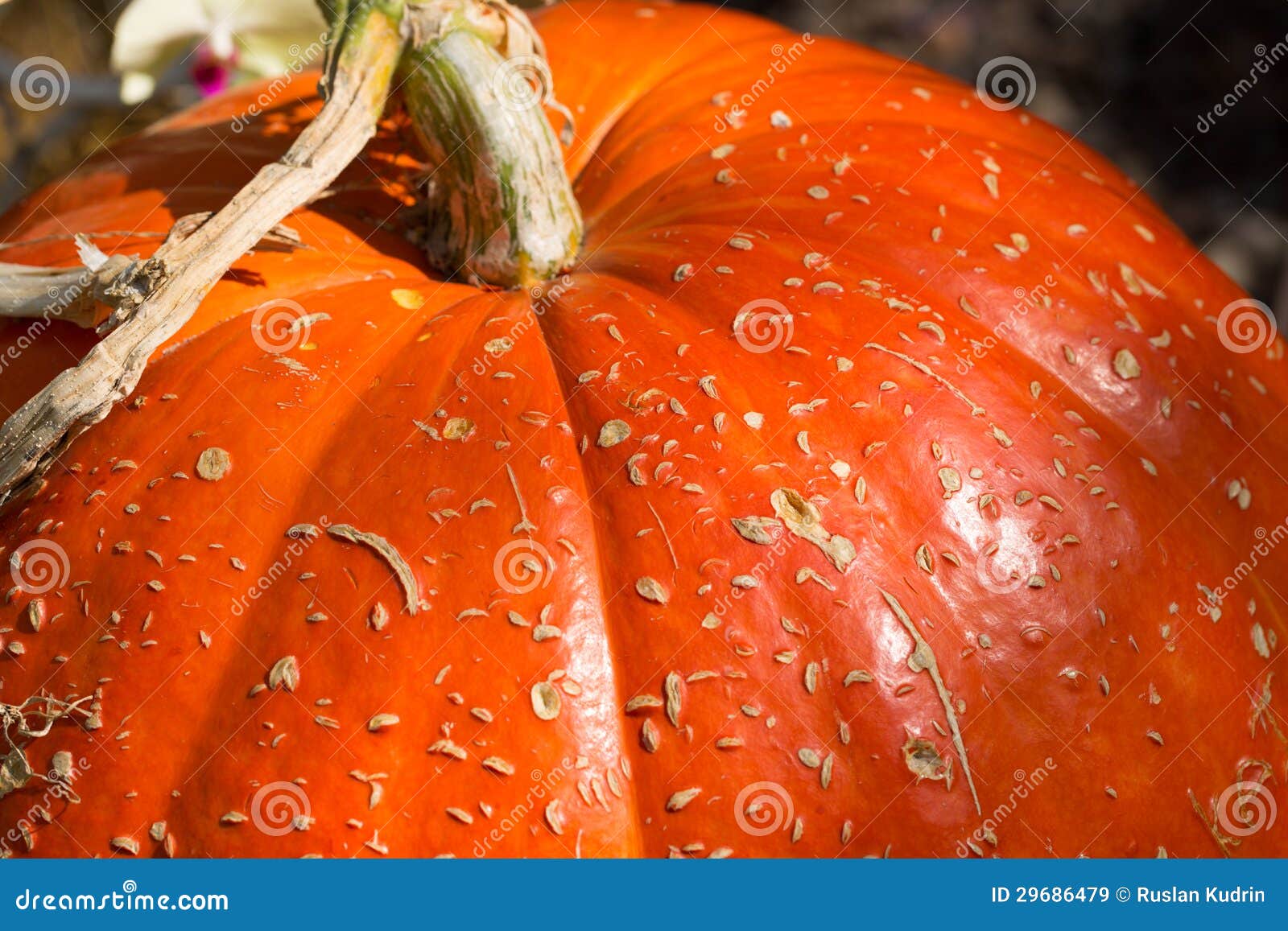 Fragment of Large Ripe Pumpkin Stock Image - Image of rural, cultivated ...