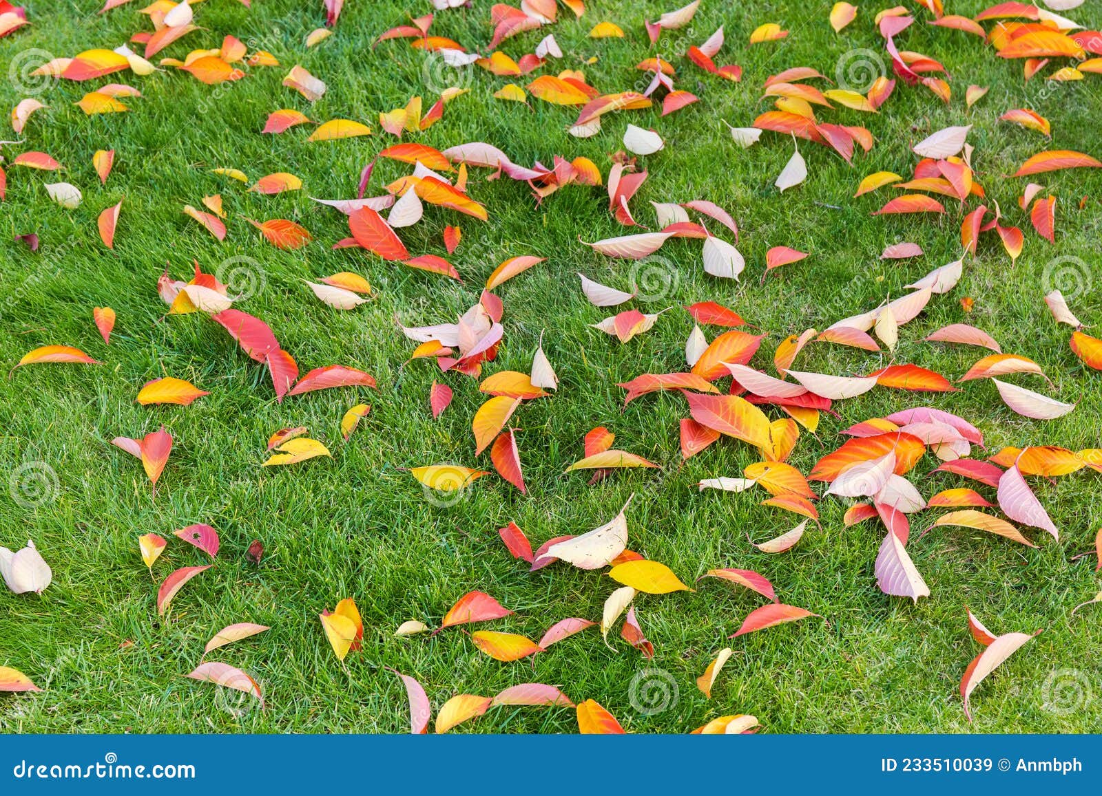 Fragment of Lawn with Low Grass and Fallen Cherry Leaves Stock Image ...