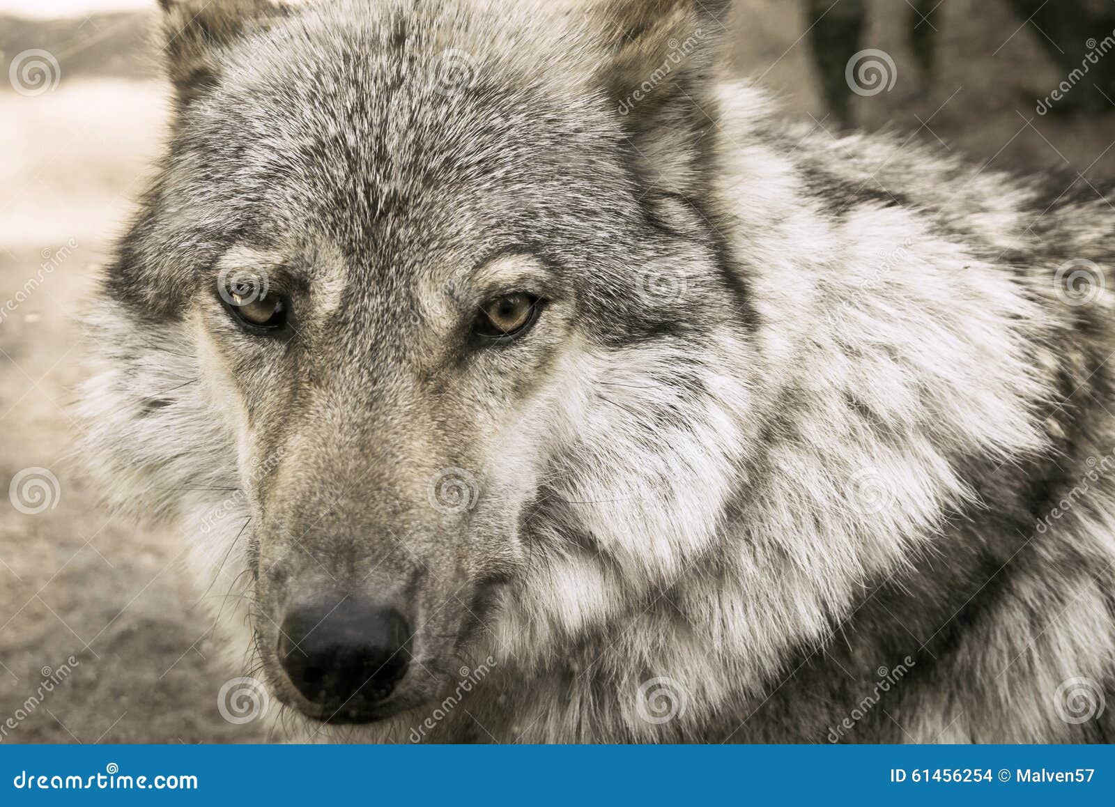 Fragment Muzzle of a Gray Wolf Looks Forward Stock Photo - Image of ...