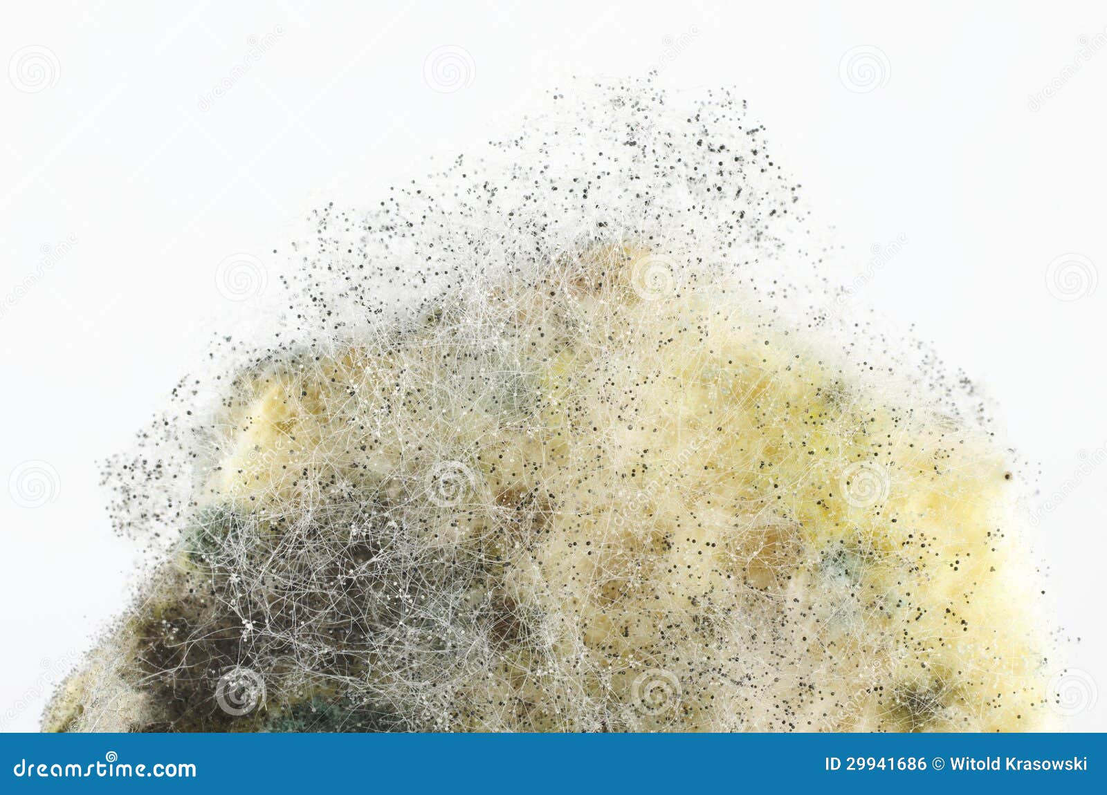 Mouldy bread stock photo. Image of decay, decomposed - 29941686