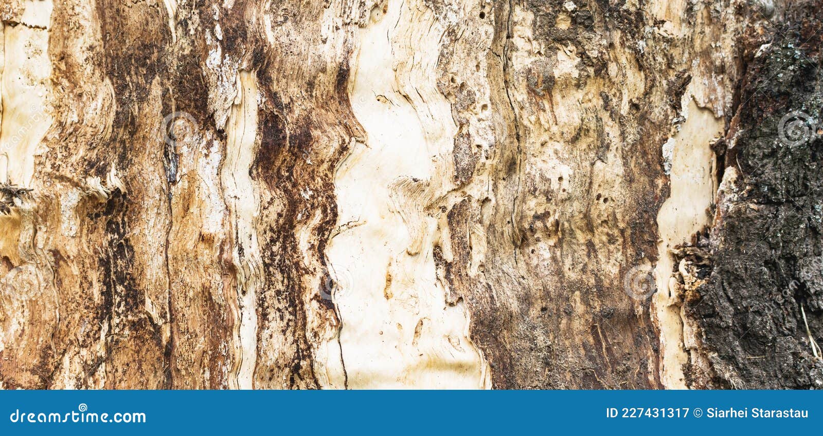 A Fragment of an Old Rotted Tree Stock Image - Image of loose, detail ...