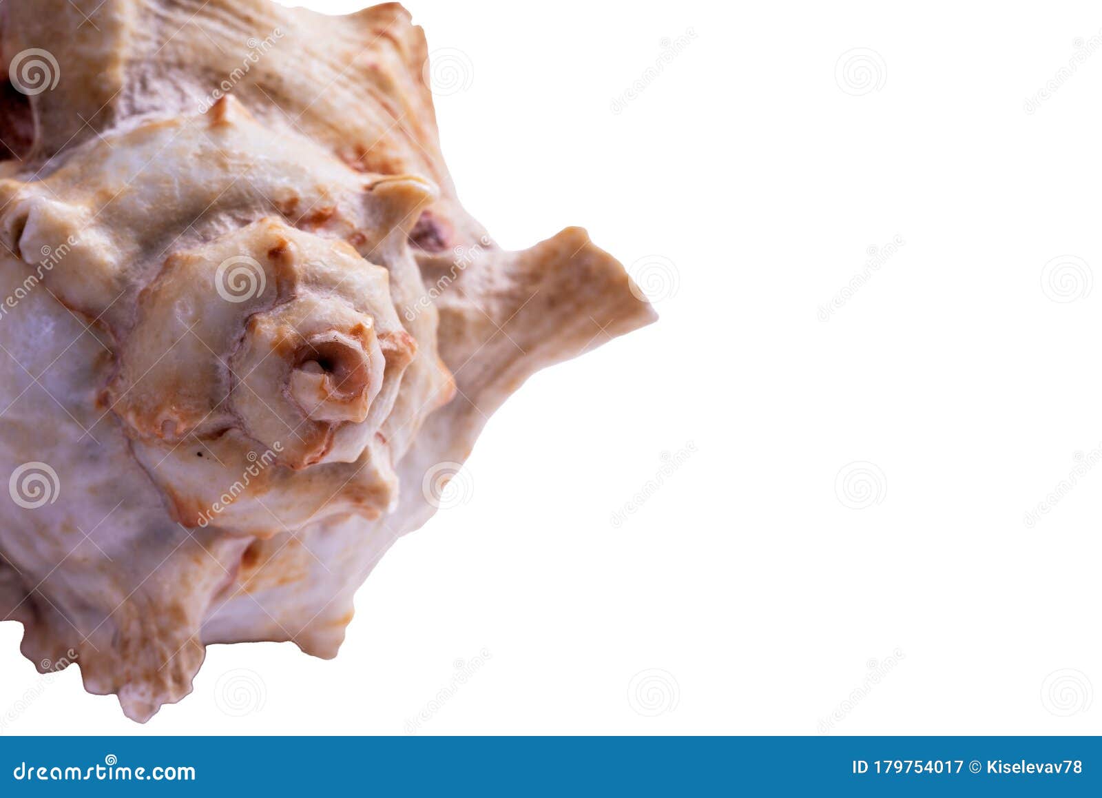 Fragment of an Old Sea Shell Isolated on a White Background. Copyspace ...