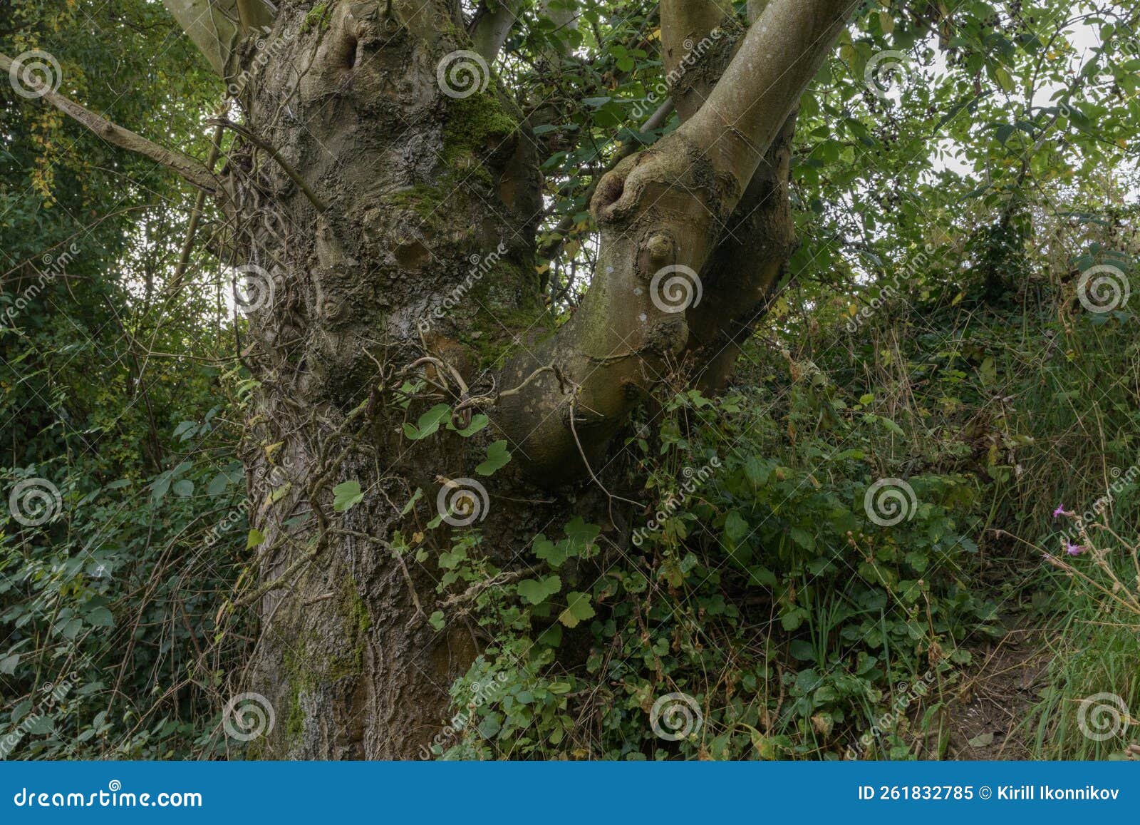 Fragment of an Old Tree with Densely Intertwined Branches Stock Image ...