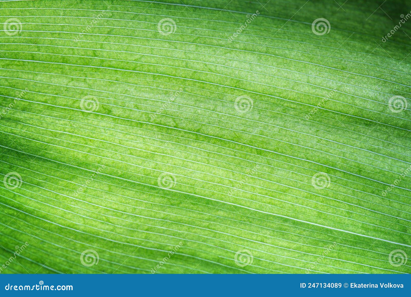 Fragment of a Plant Leaf Macro Stock Image - Image of fresh, leaf ...