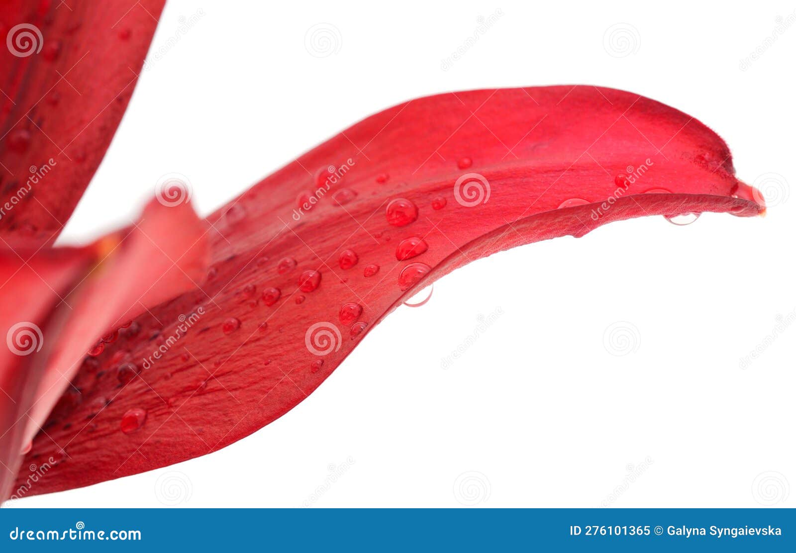 A Fragment of a Red Lily with Drops of Dew Stock Image - Image of ...