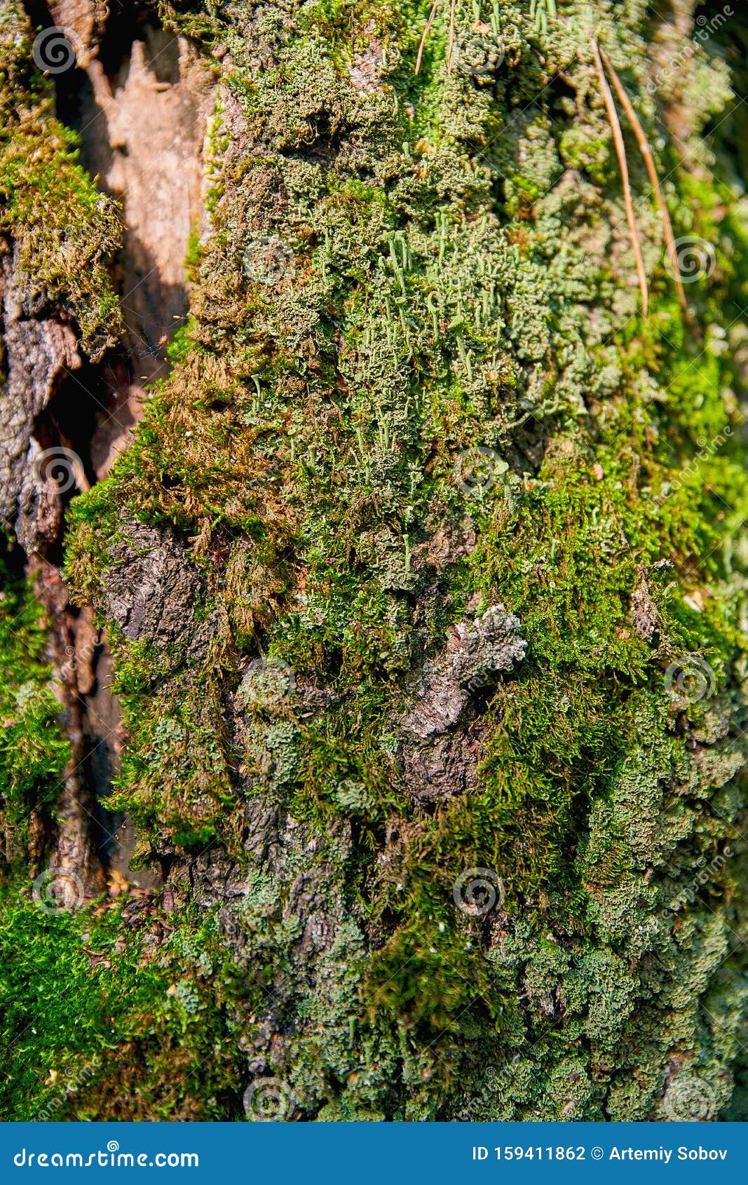 Moss On A Dead Log Tree In Wild Forest. Moss Ecosystem In Natural ...