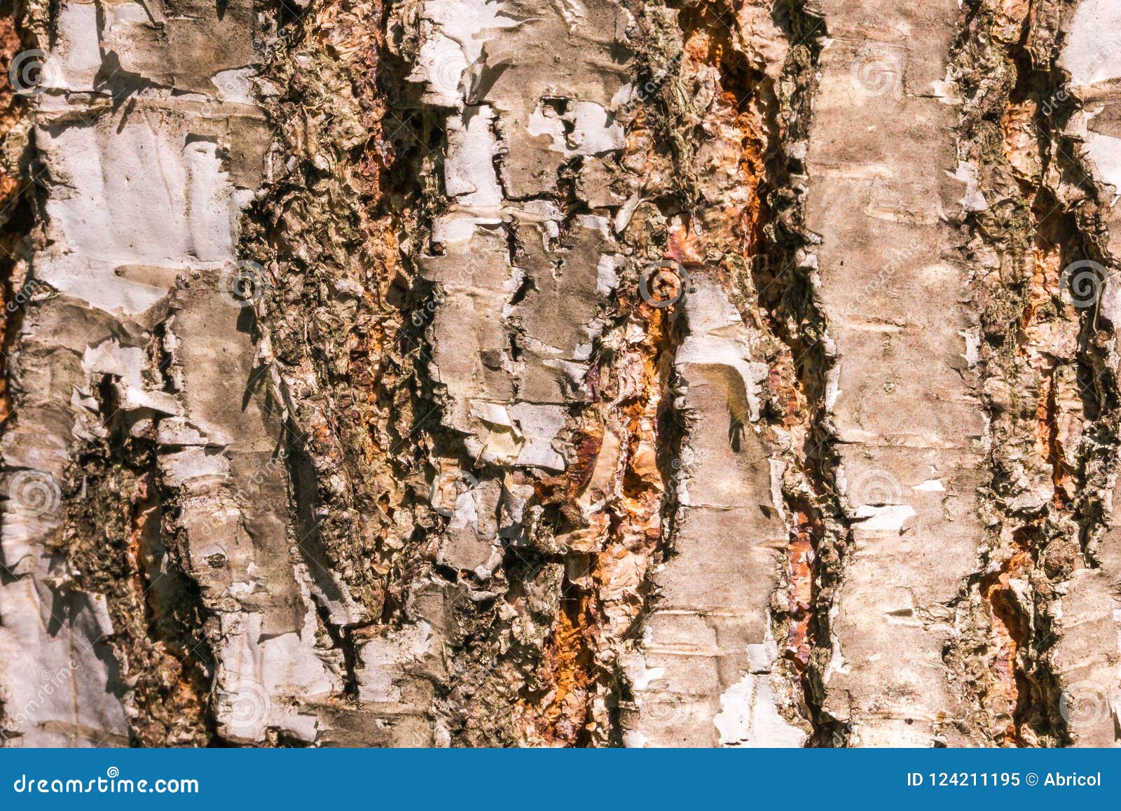 Coarse Tree Bark with Cracks Stock Image - Image of design, line: 124211195