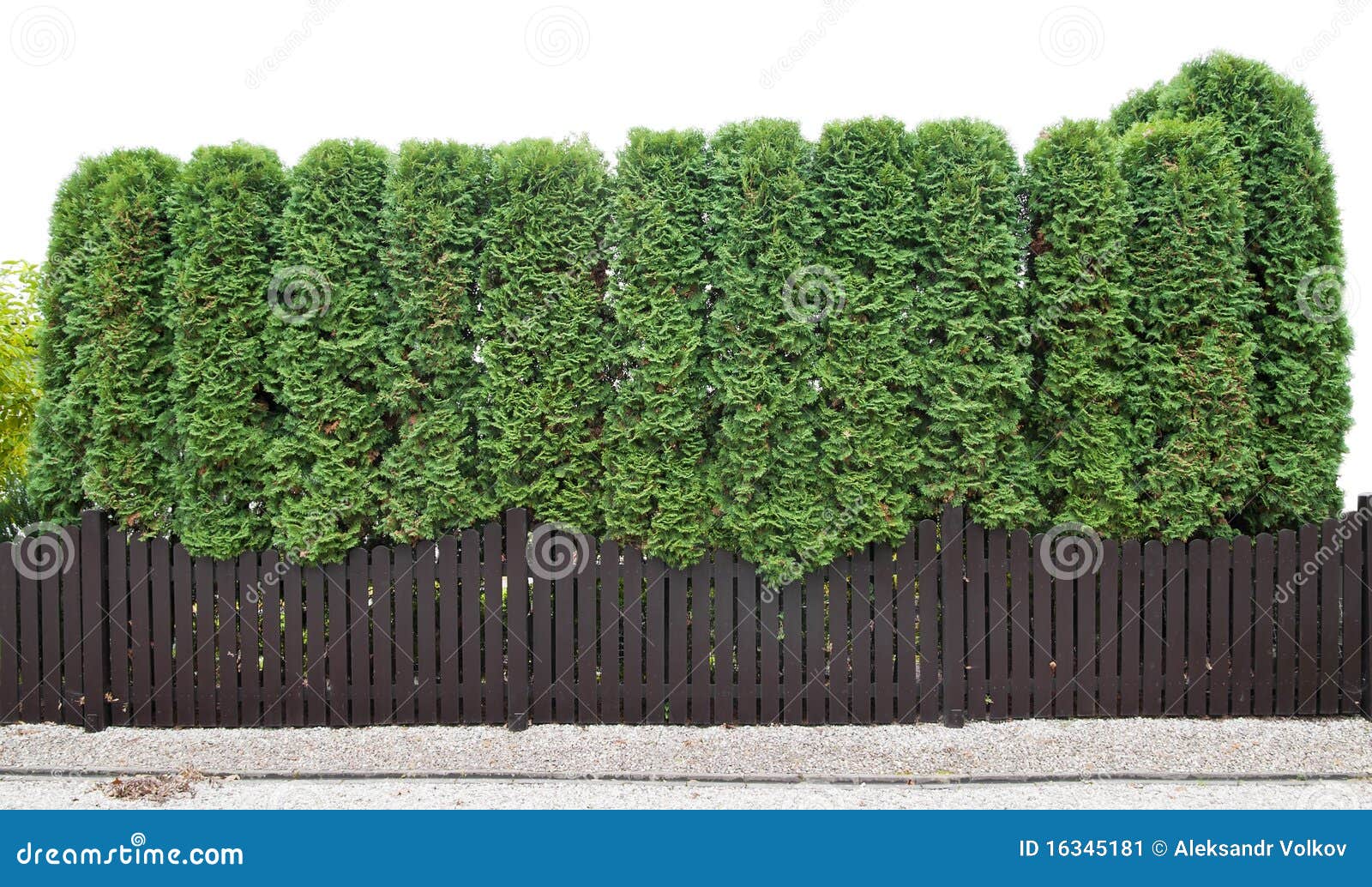 Fragment of a Rural Fence Evergreen Plants Stock Image - Image of plank ...