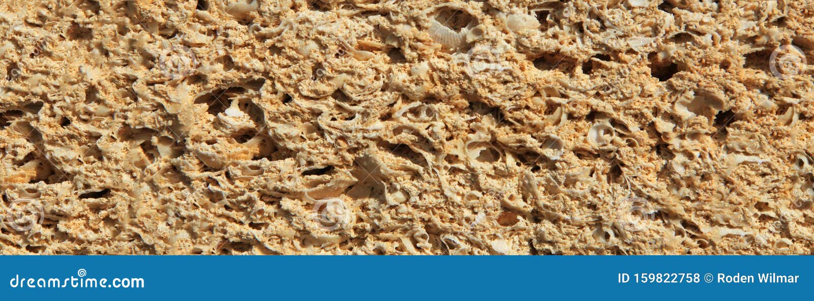 Texture of the Shell Rock Brick, Background Stock Photo - Image of rock ...