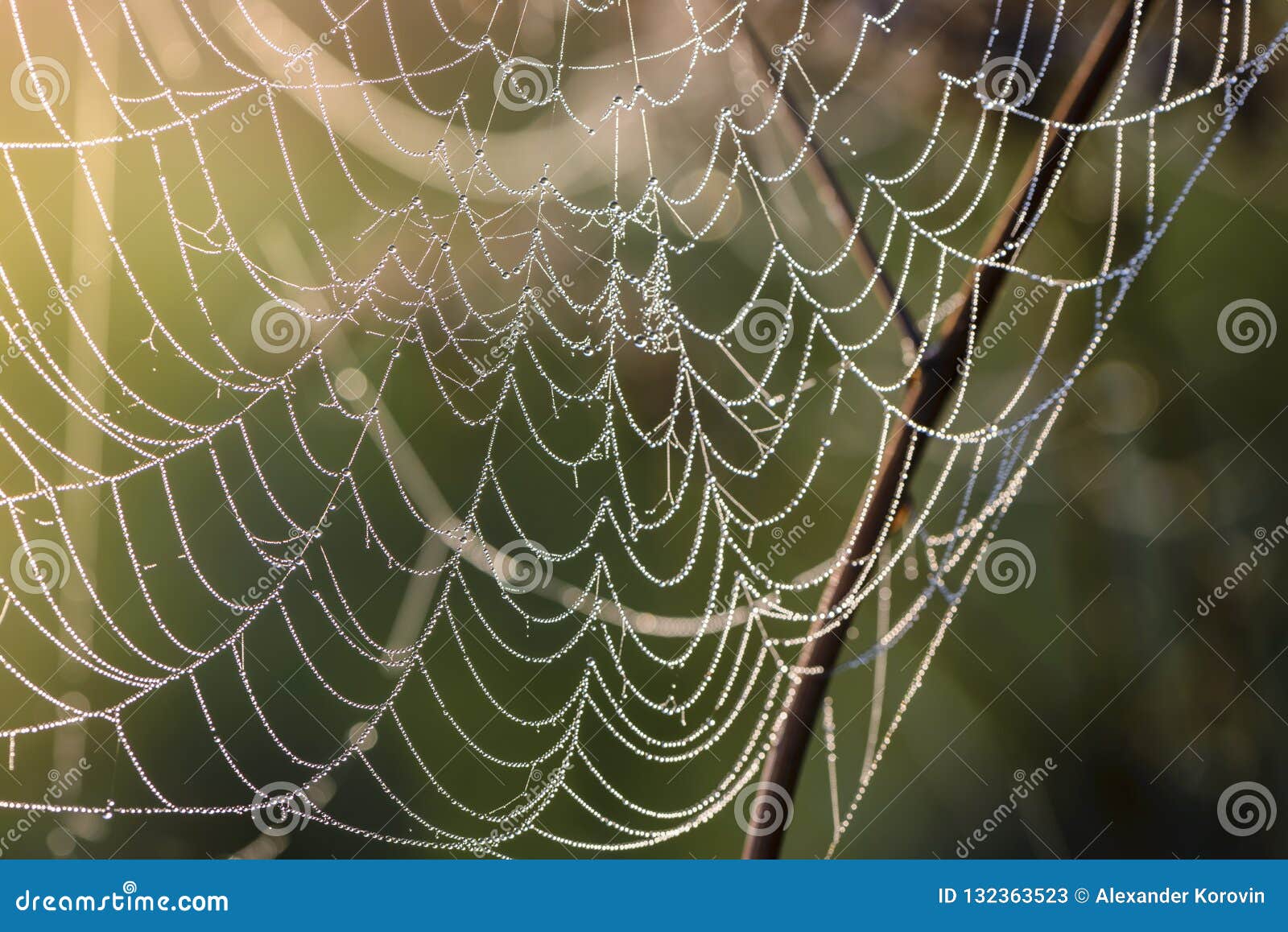 Fragment of Spiderweb at Dawn, Which is Covered with Dew Drops Stock ...